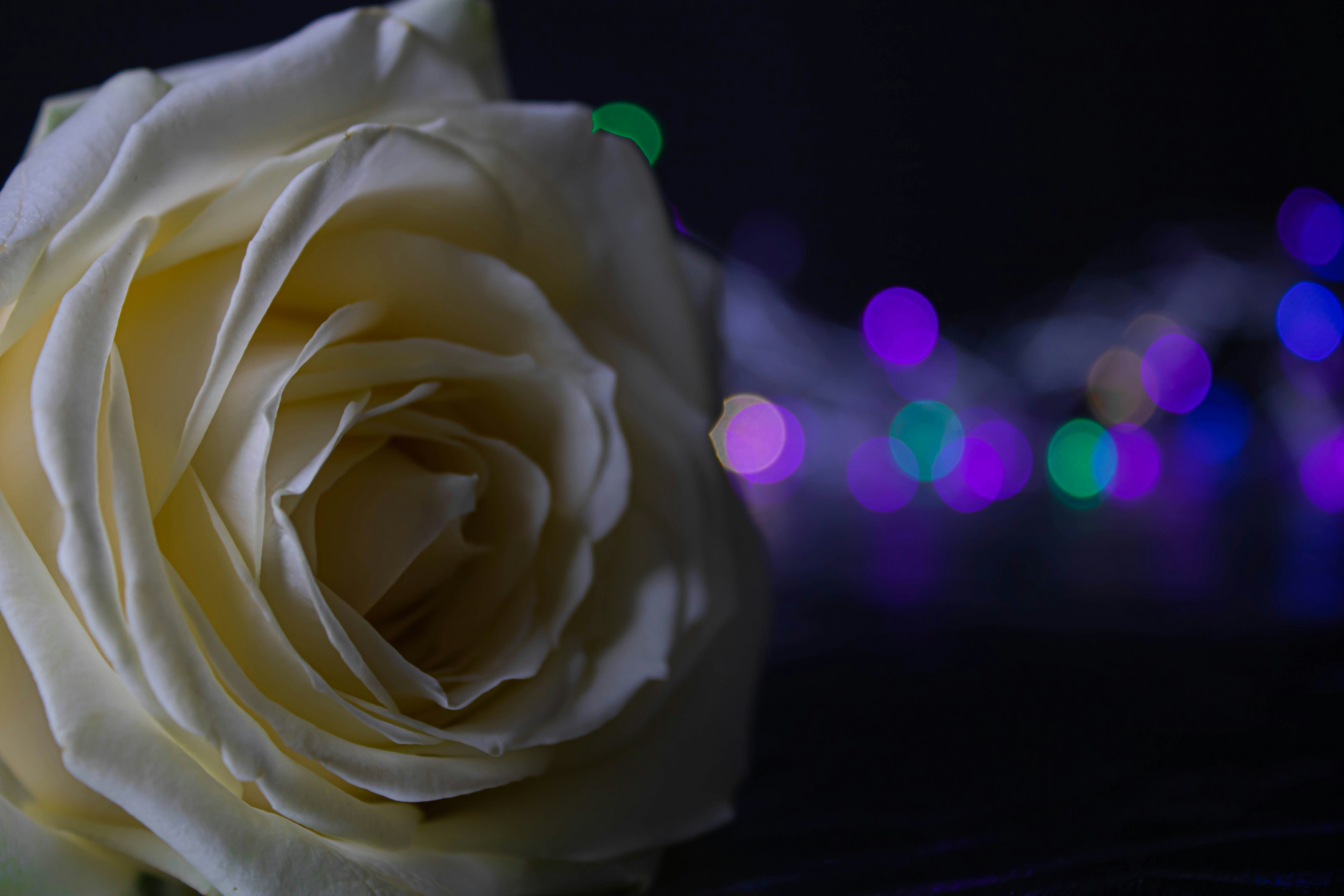 Soft Tulip of Light: A White Rose Against Neon Echoes