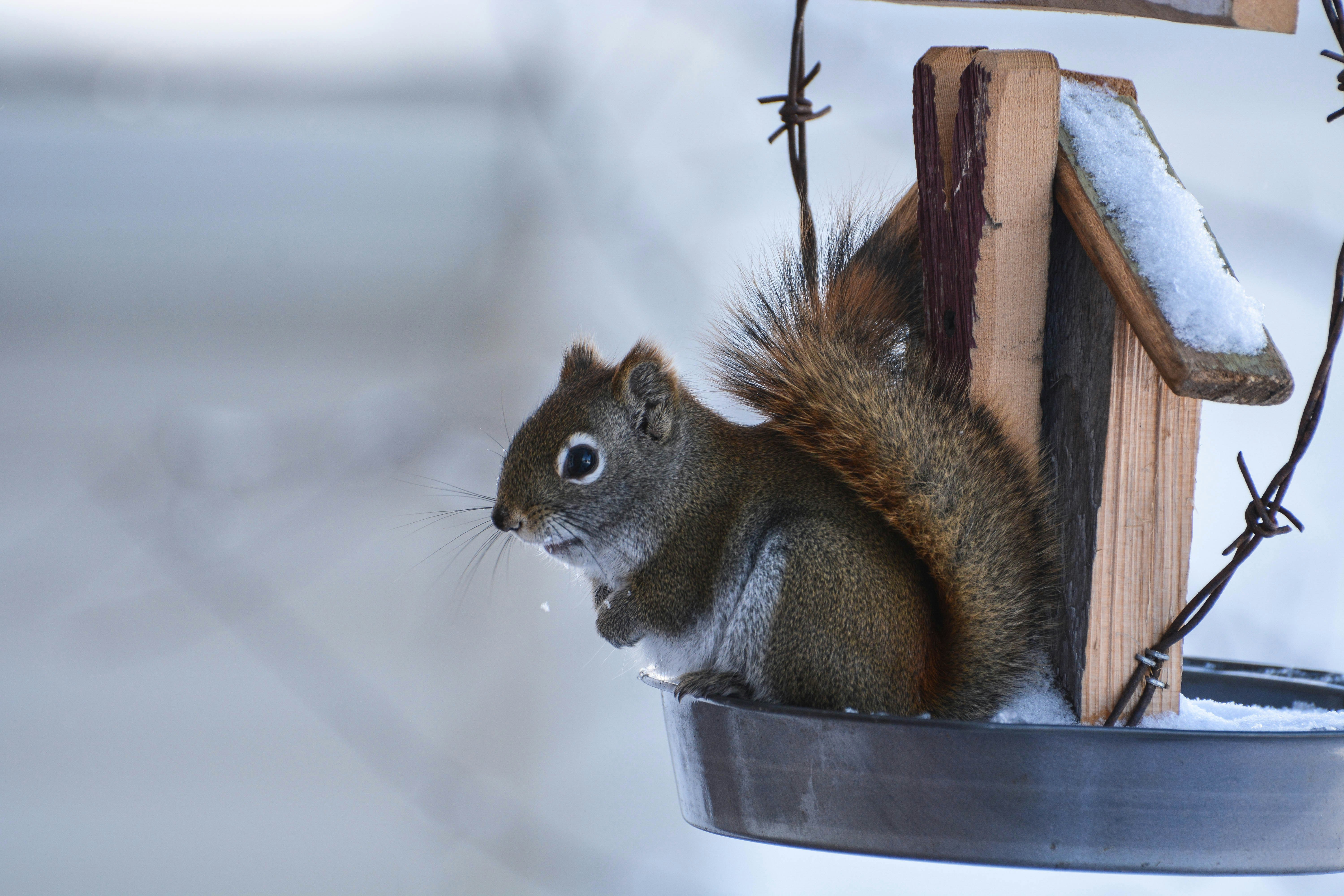 A cozy squirrel taking shelter on a cold winter day, surrounded by snow