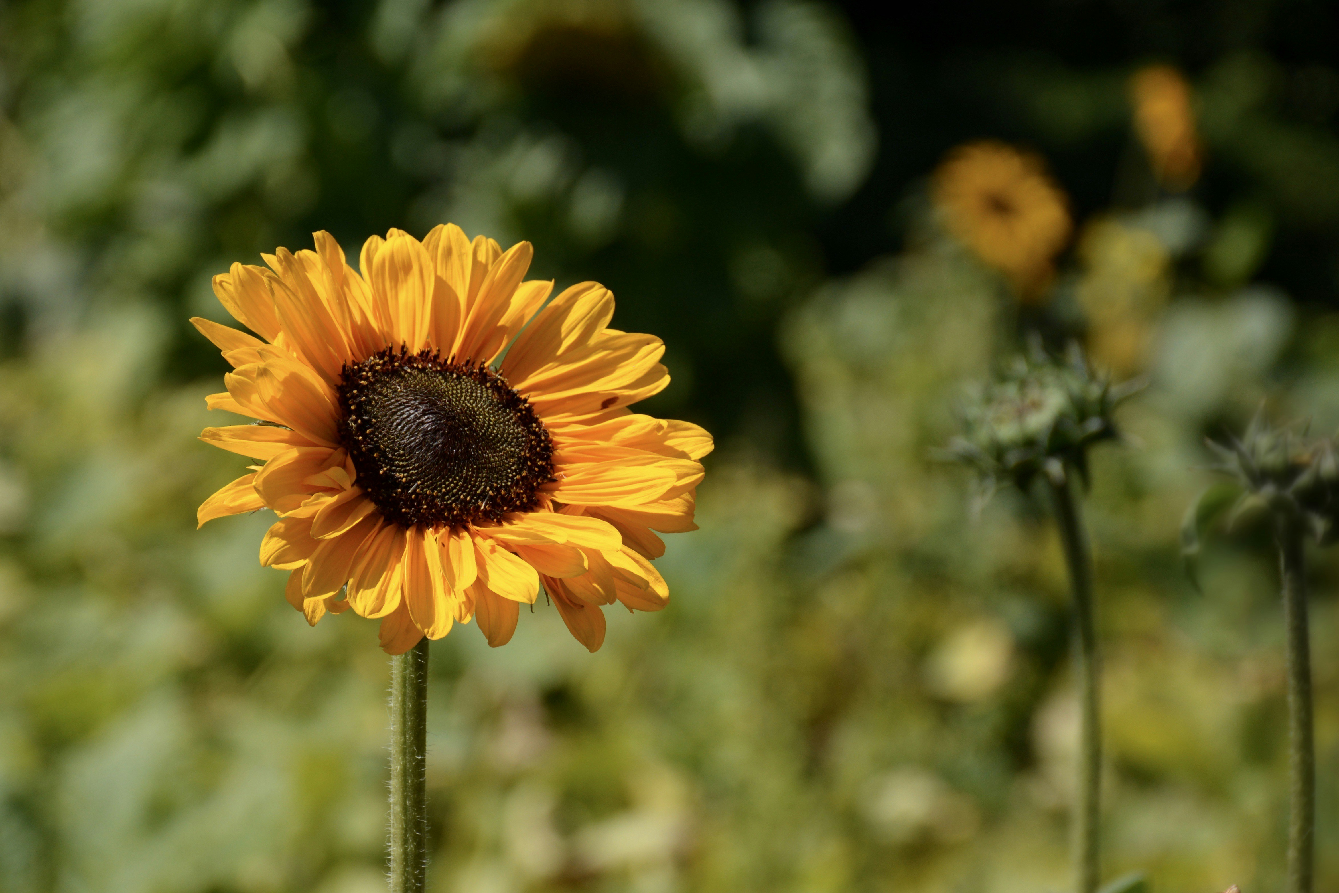 Vibrant sunflower standing tall with a blurred background of greenery and other floral elements. The focus highlights the intricate details of the flower's seeds.