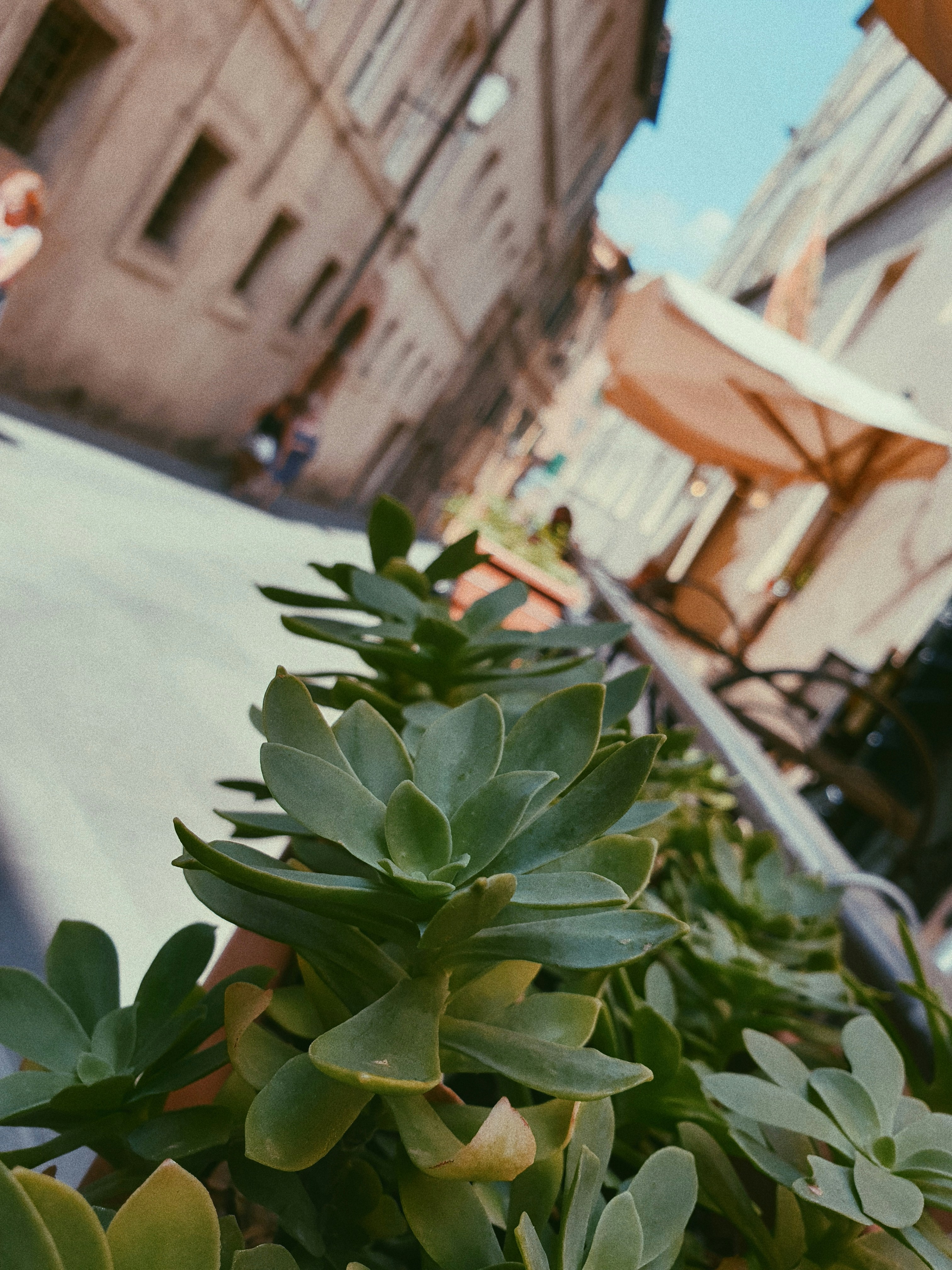 Succulent Corridor: A Quiet Green Line in a Sunny Urban Alley
