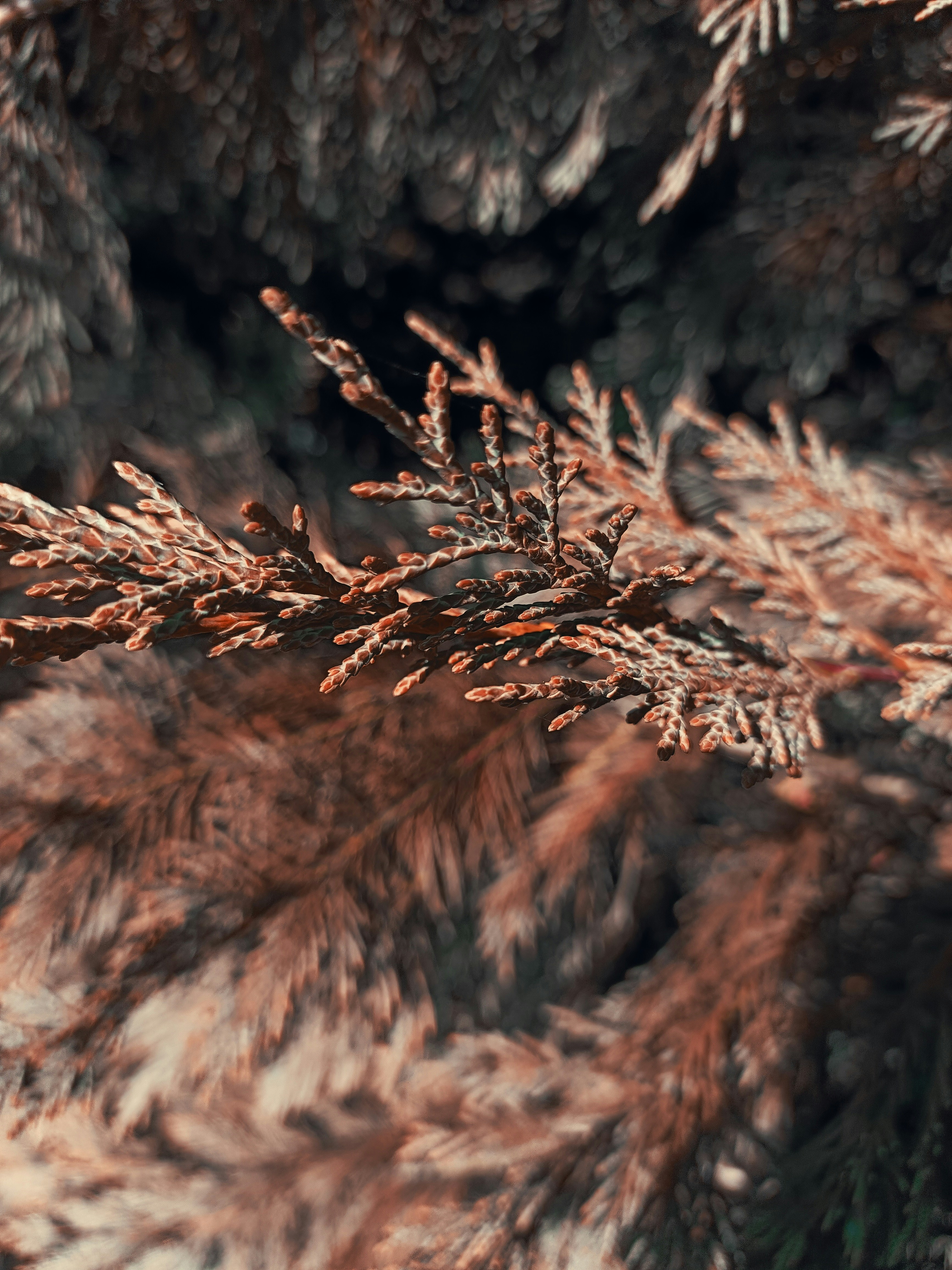 Amber Needle Study: a tactile macro of pine textures in dusk light