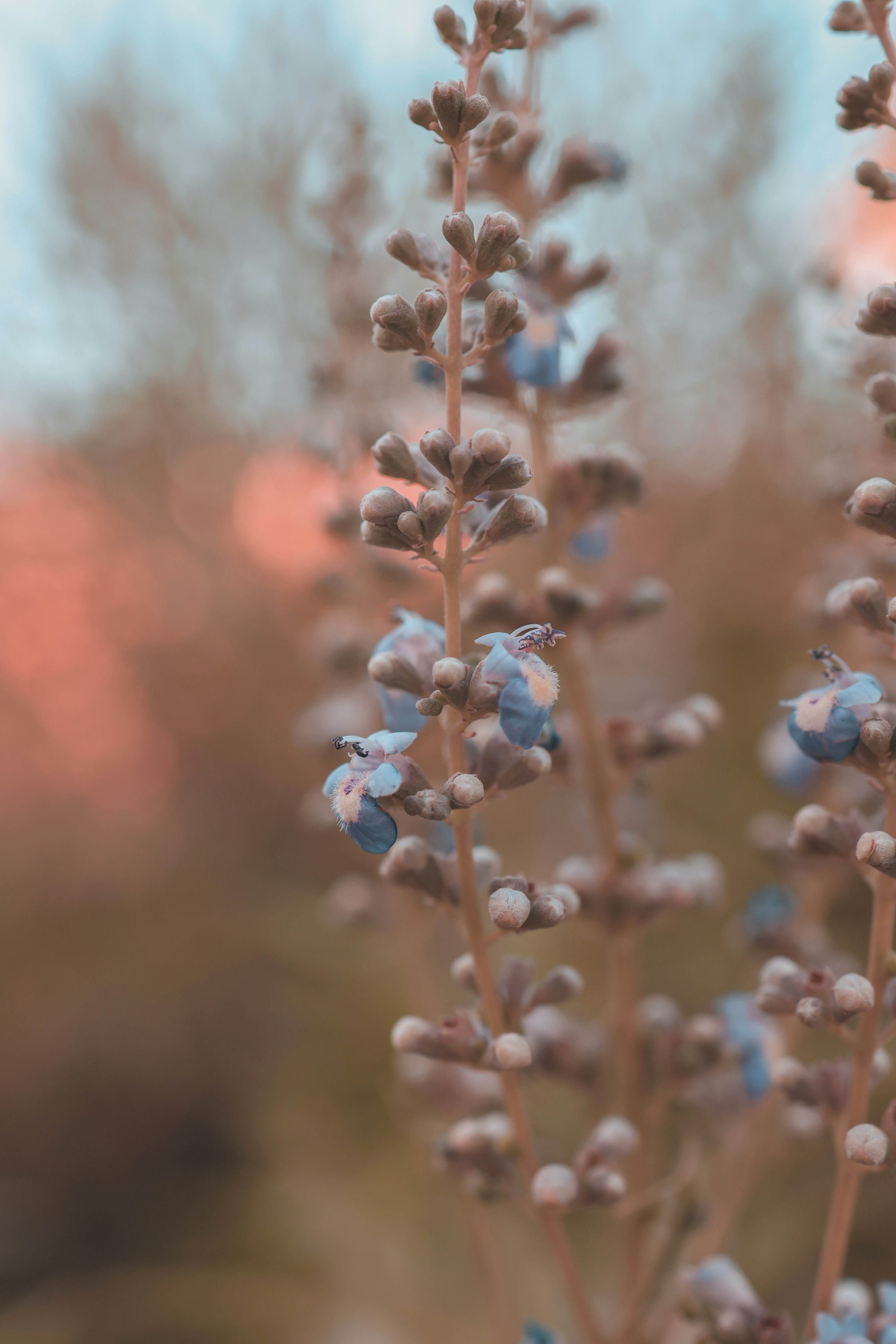 Delicate blue flowers stand tall against a softly blurred background, capturing the essence of tranquility in nature's embrace.