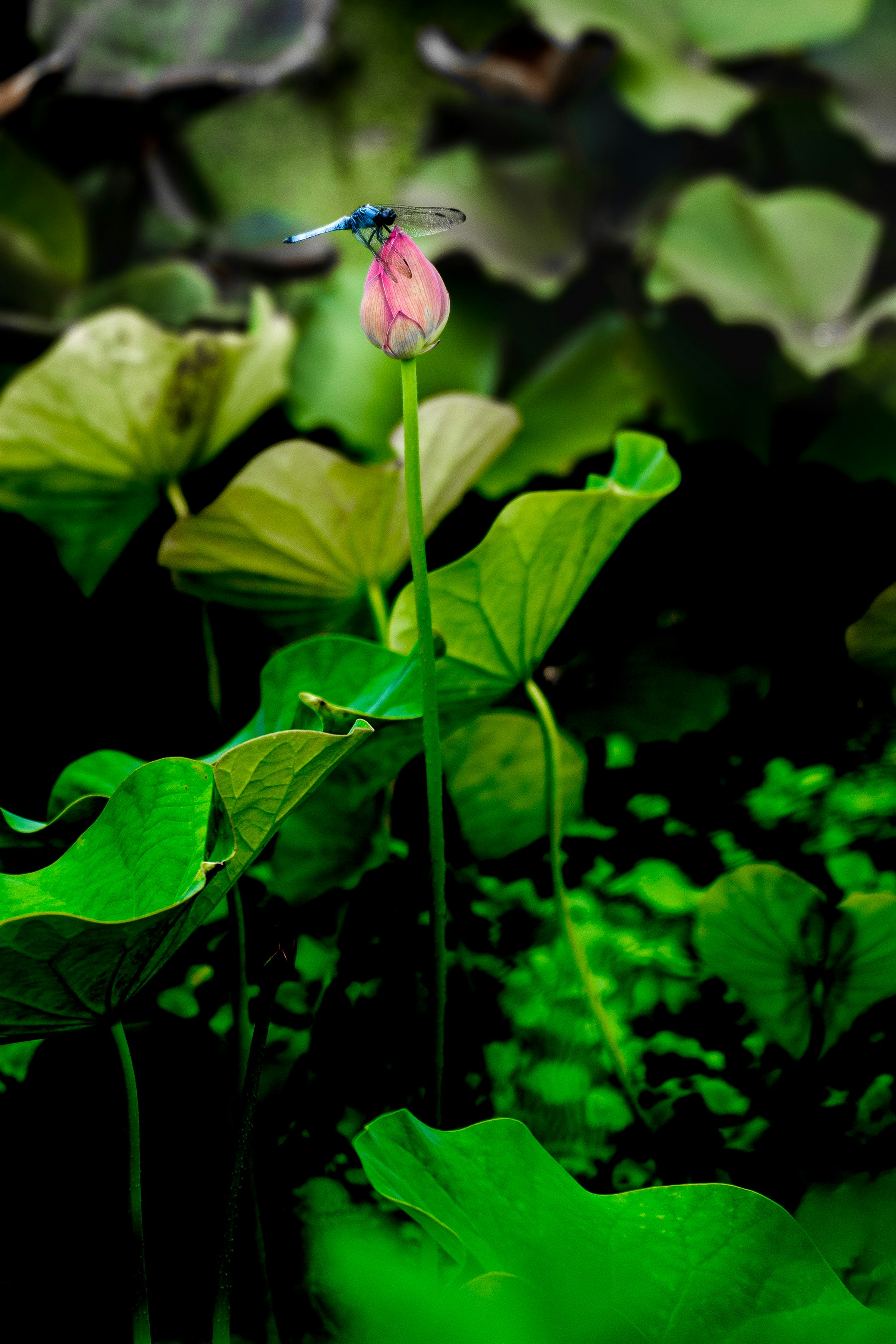 a butterfly on a flower