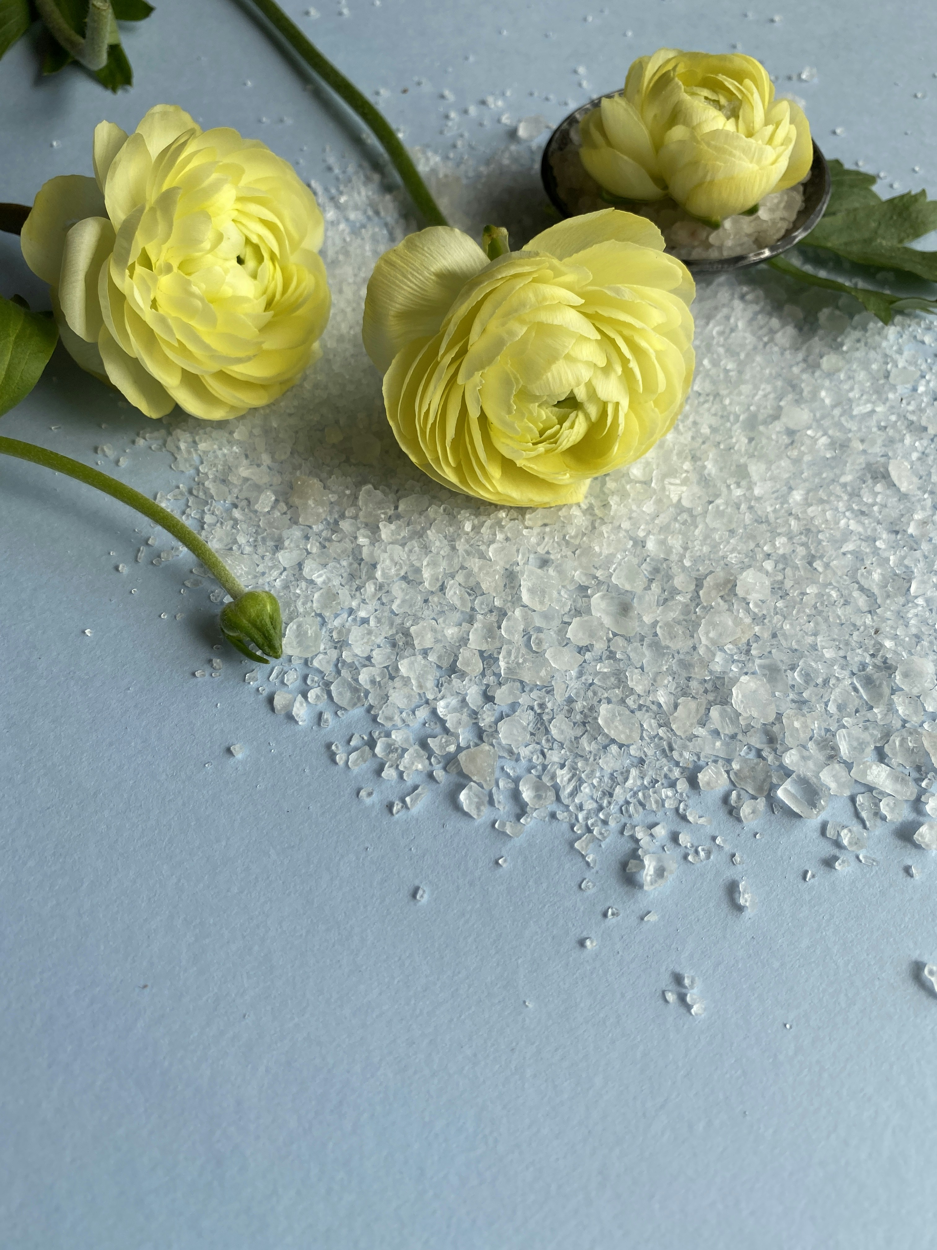 Sunny Ranunculus on Icy Blue Surface