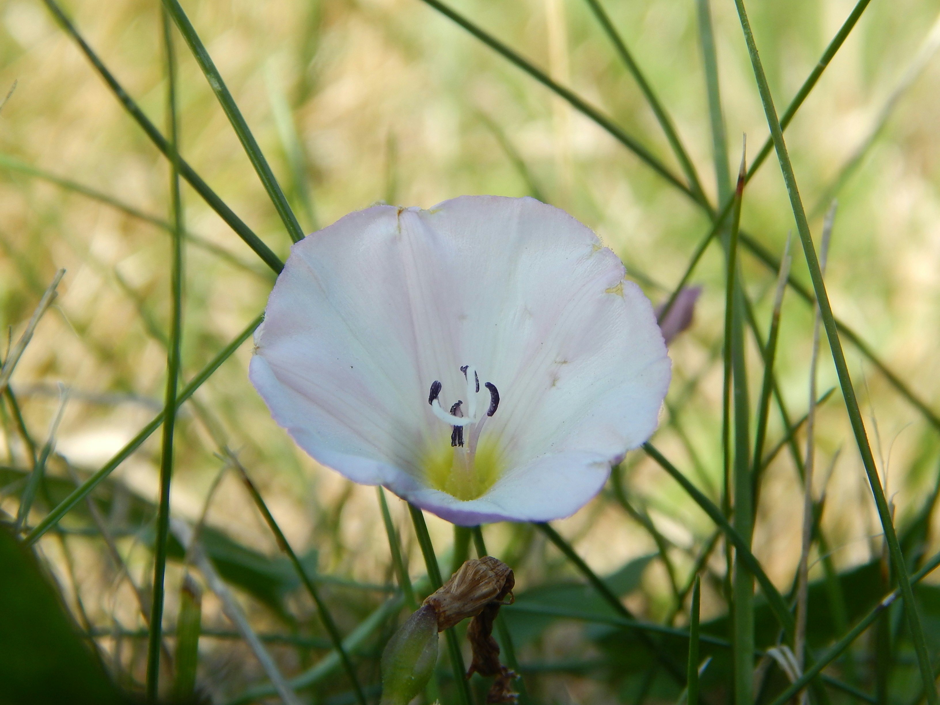 Foto zum Thema Eine weiße Blume mit schwarzer Mitte – Kostenloses Bild ...