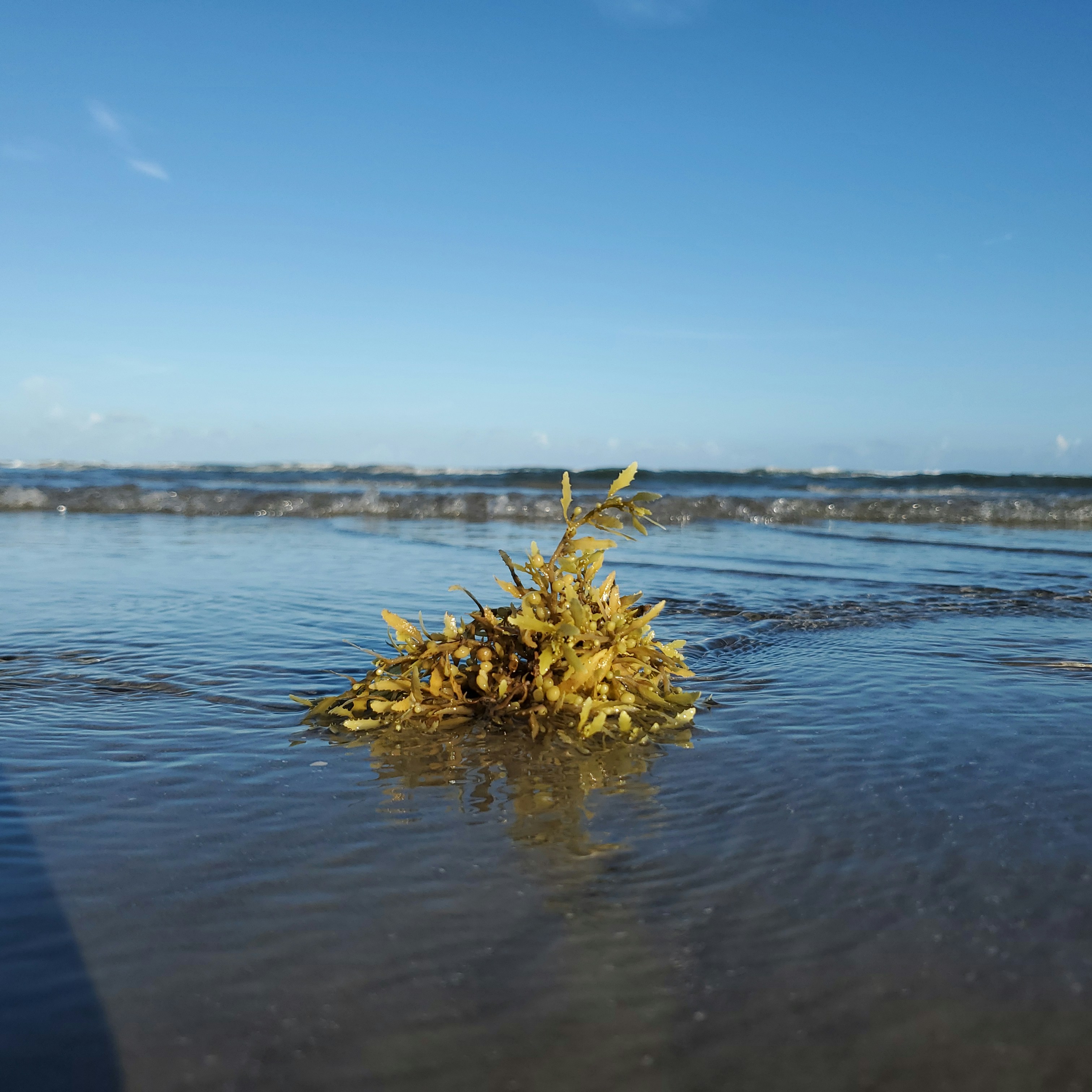 Golden Seaweed Cluster Anchored in a Glassy Shore