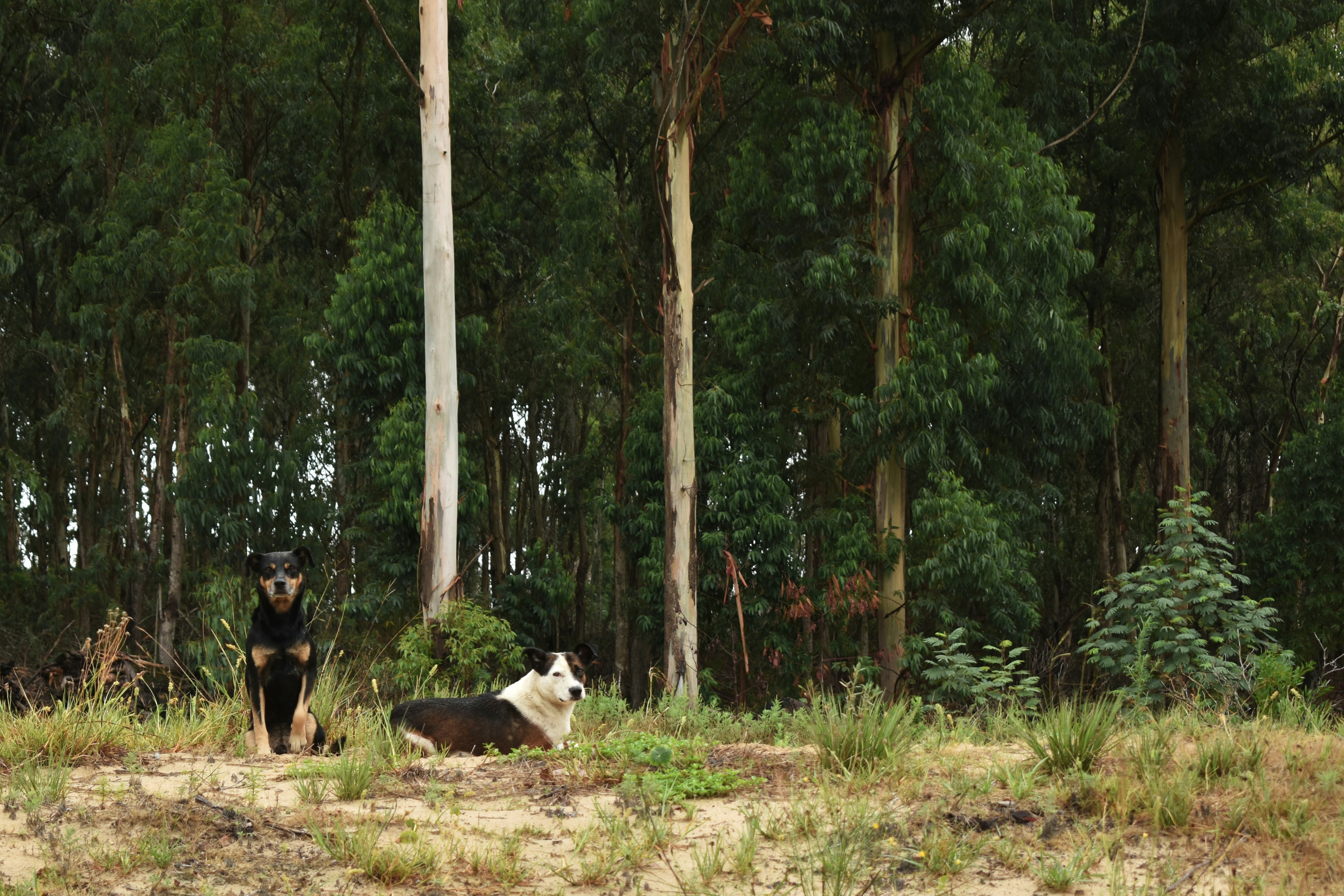 Un couple de chiens dans une forêt photo – Photo La esmeralda Gratuite ...
