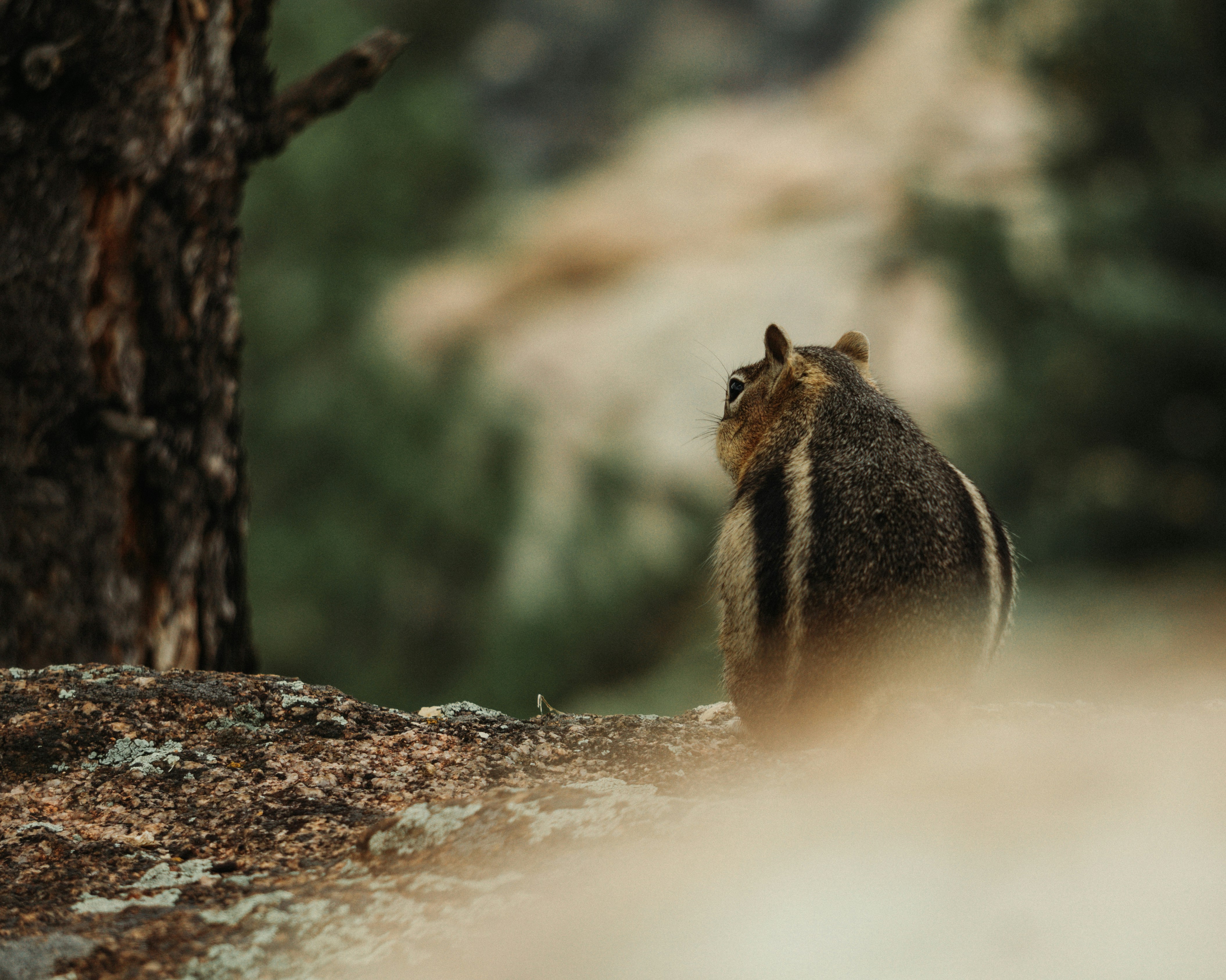 pondering chipmunk