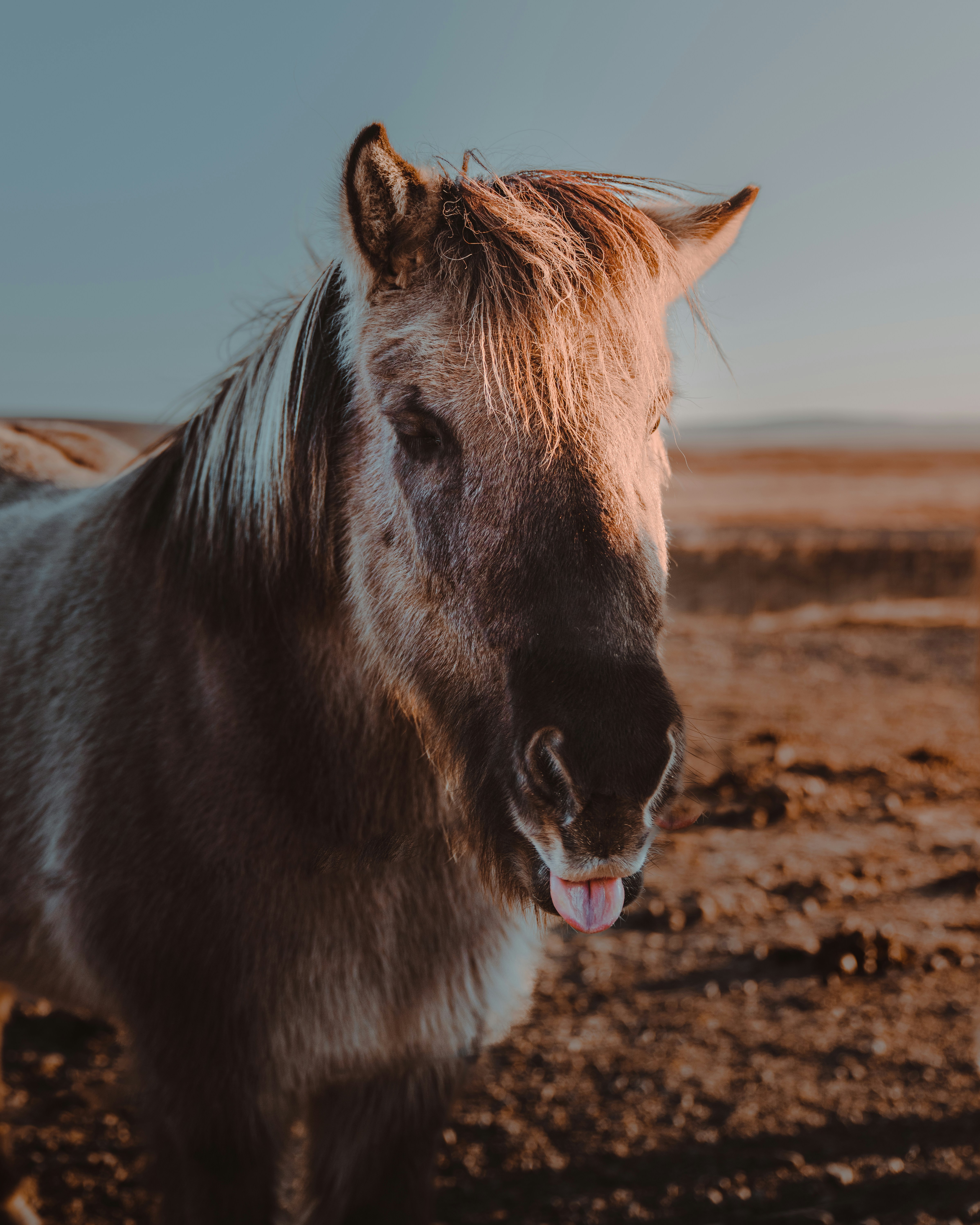 Un cheval avec la gueule ouverte photo – Photo Islande Gratuite sur ...