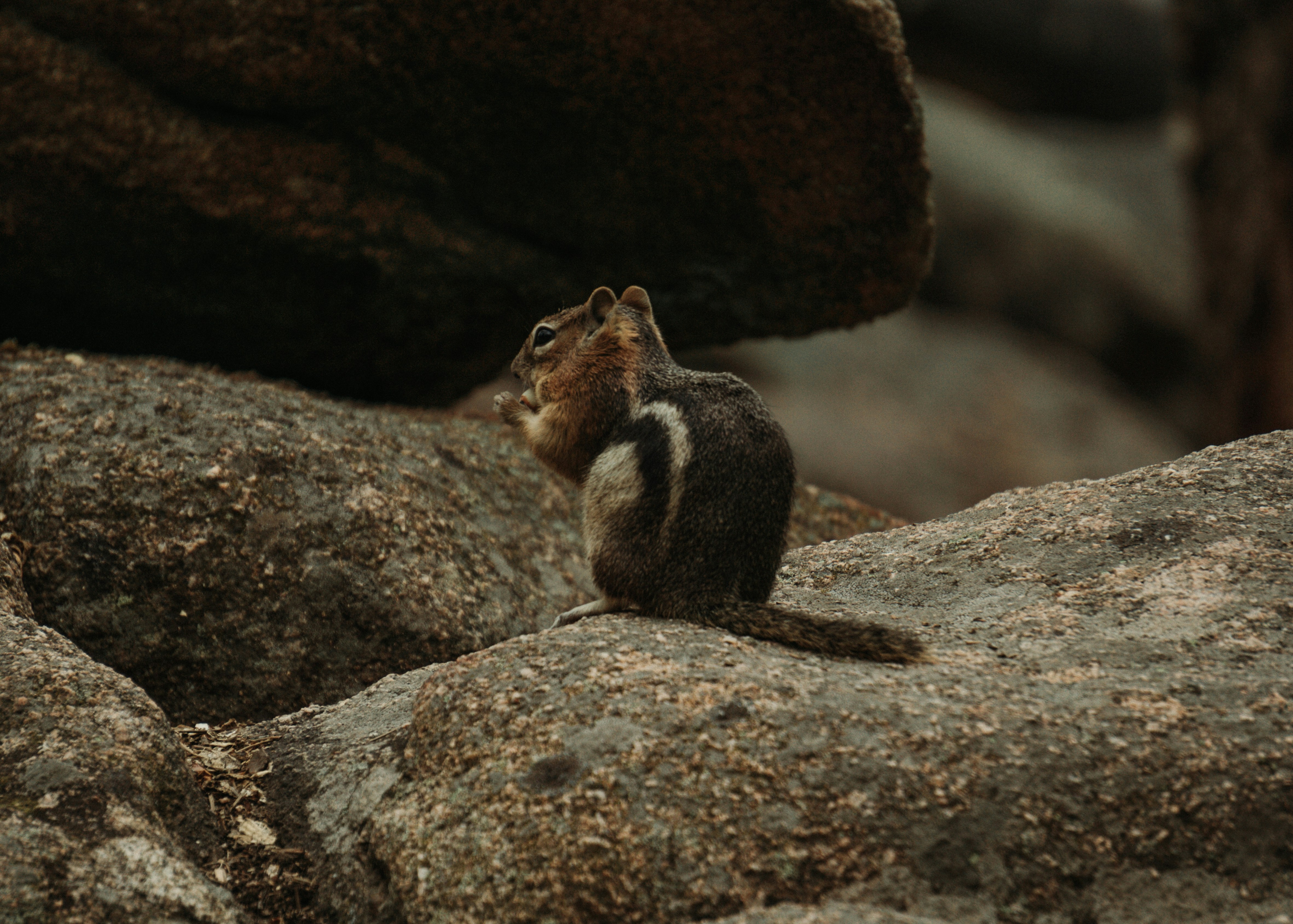 a squirrel on a rock