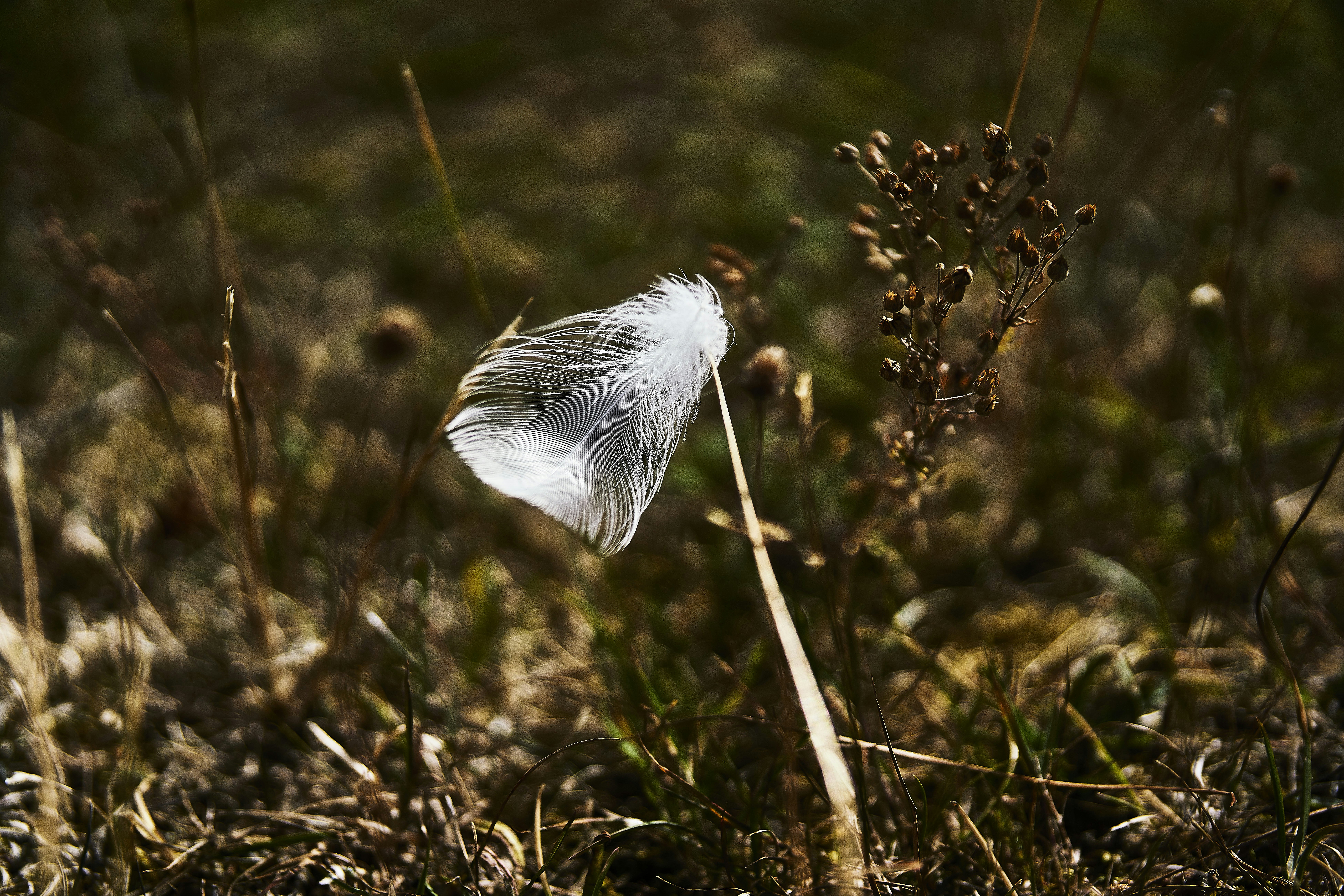 Delicate white feather resting on a slender stem amidst a backdrop of muted grass and dried flora.