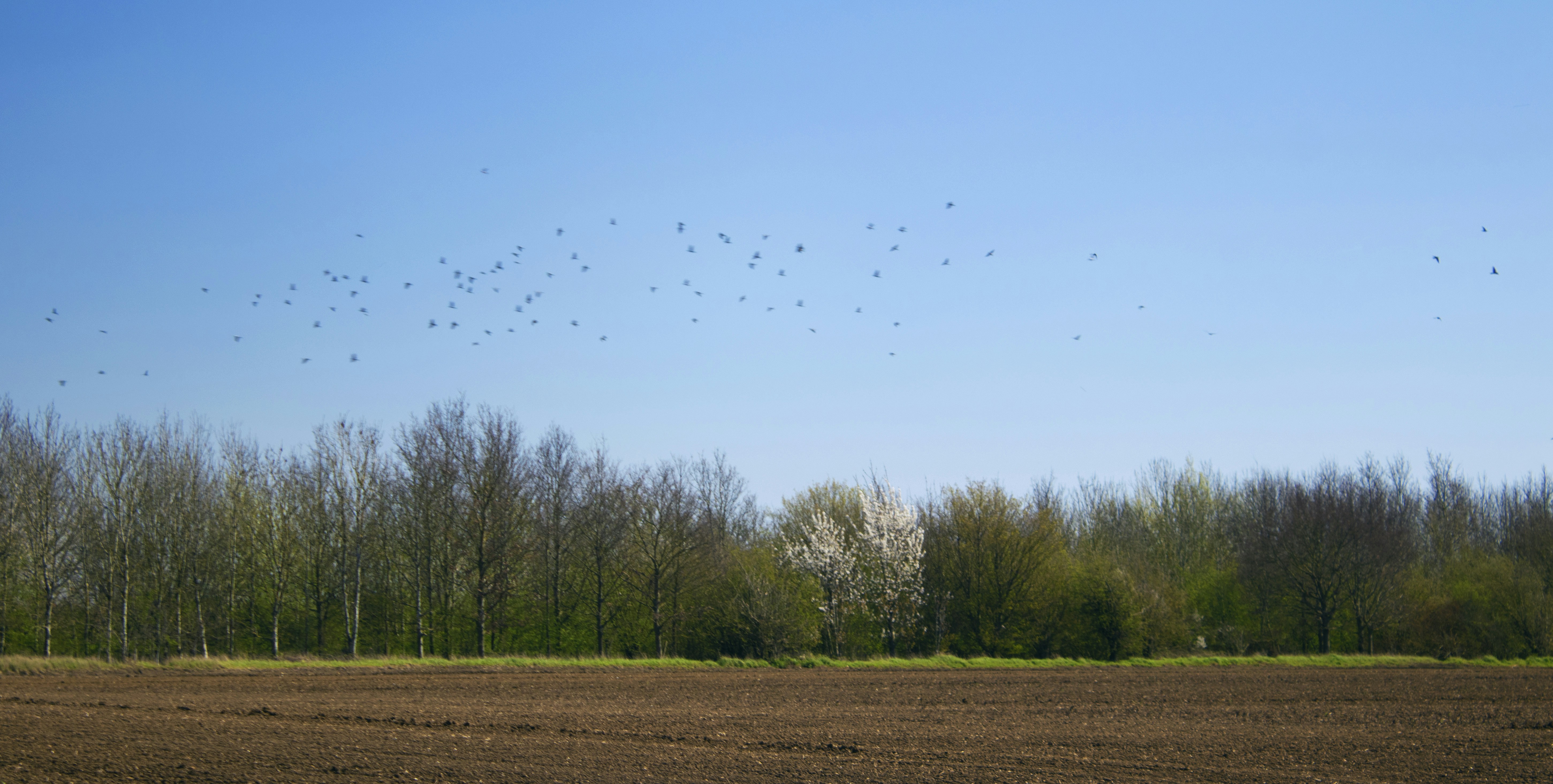 a field with trees and birds flying in the sky