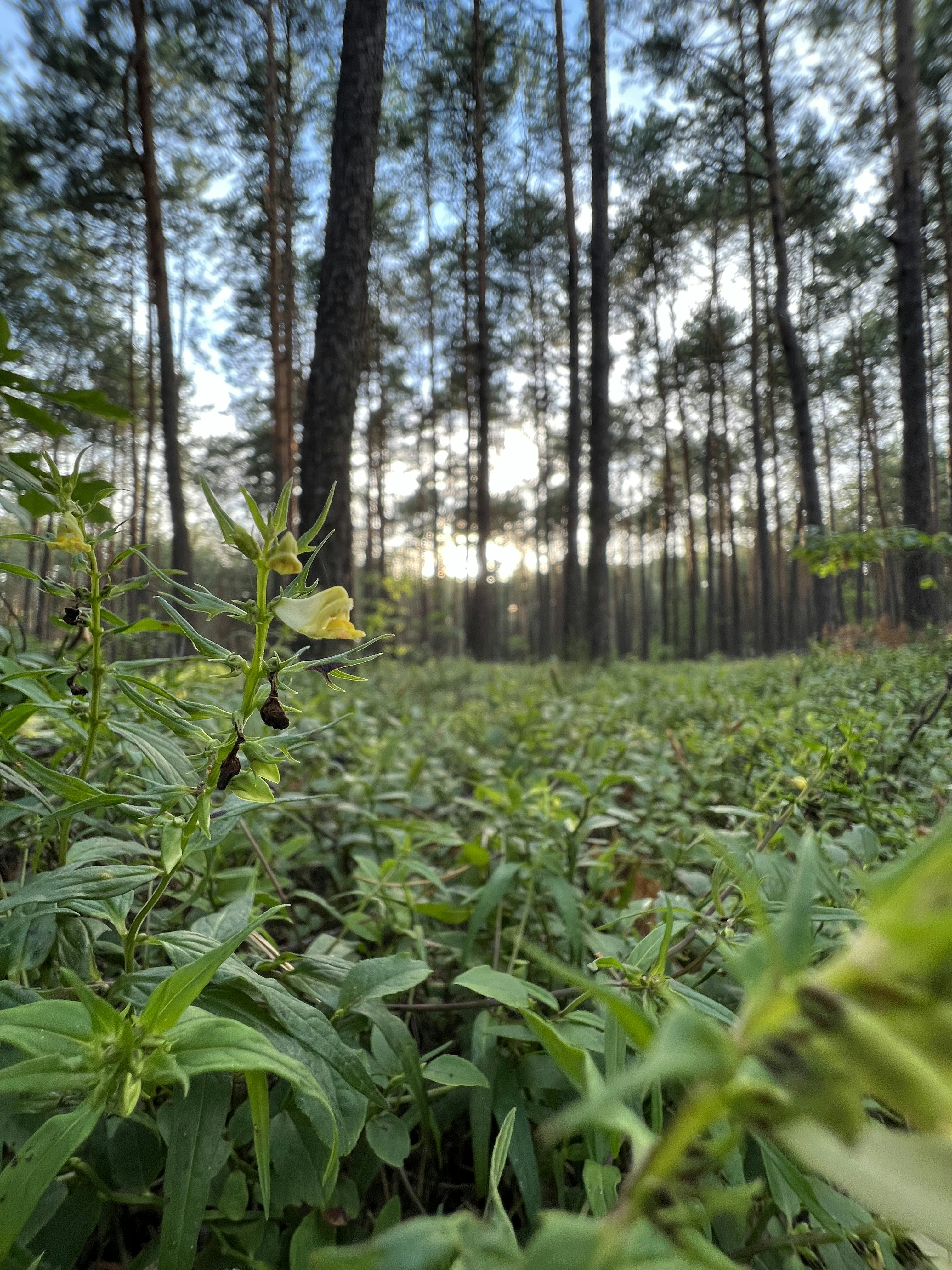 Emerald Understory: Sunlit Pines and Low-lying Foliage