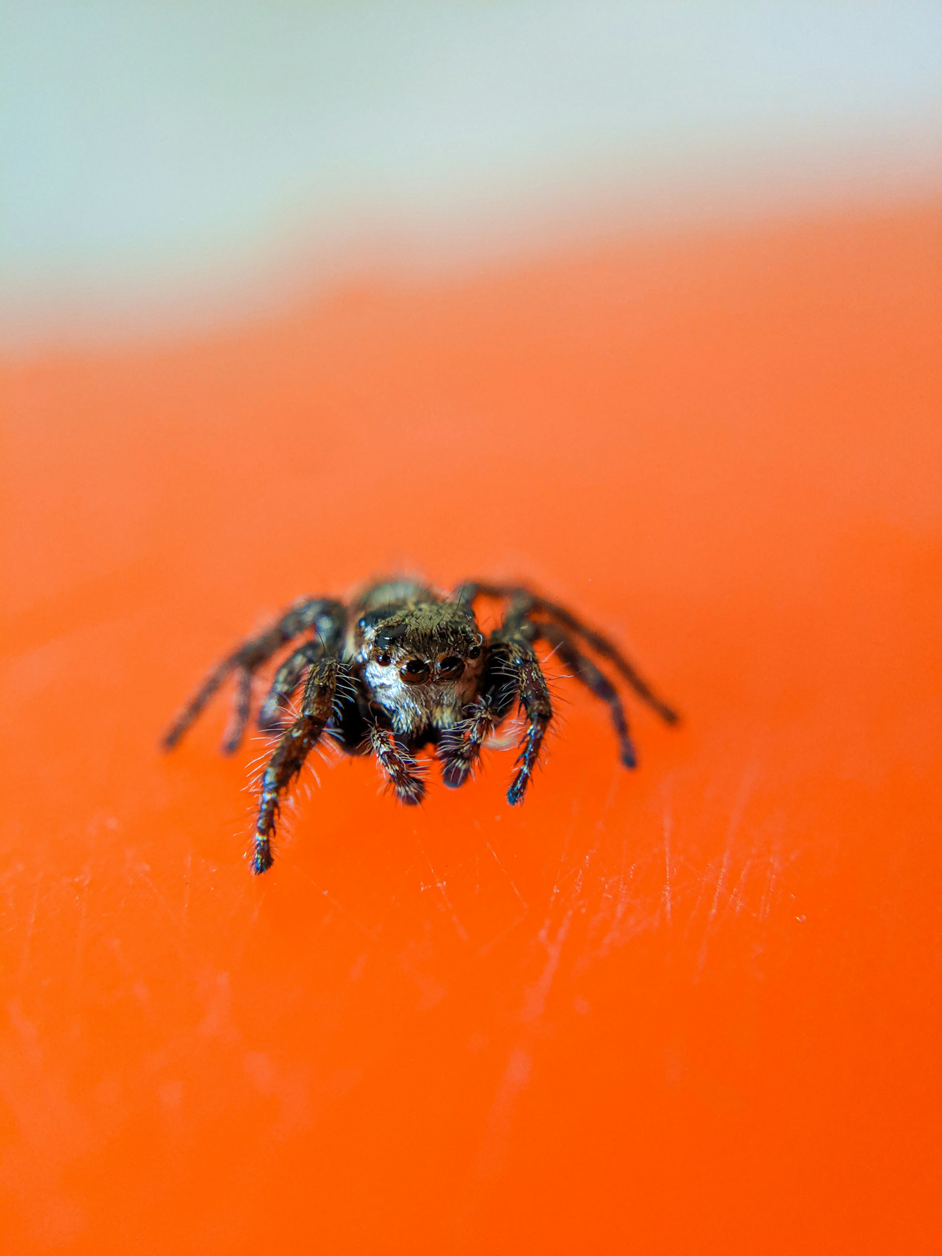 Close-up of a spider on an orange surface, showcasing its intricate details and textures. The vibrant background enhances the spider's features.