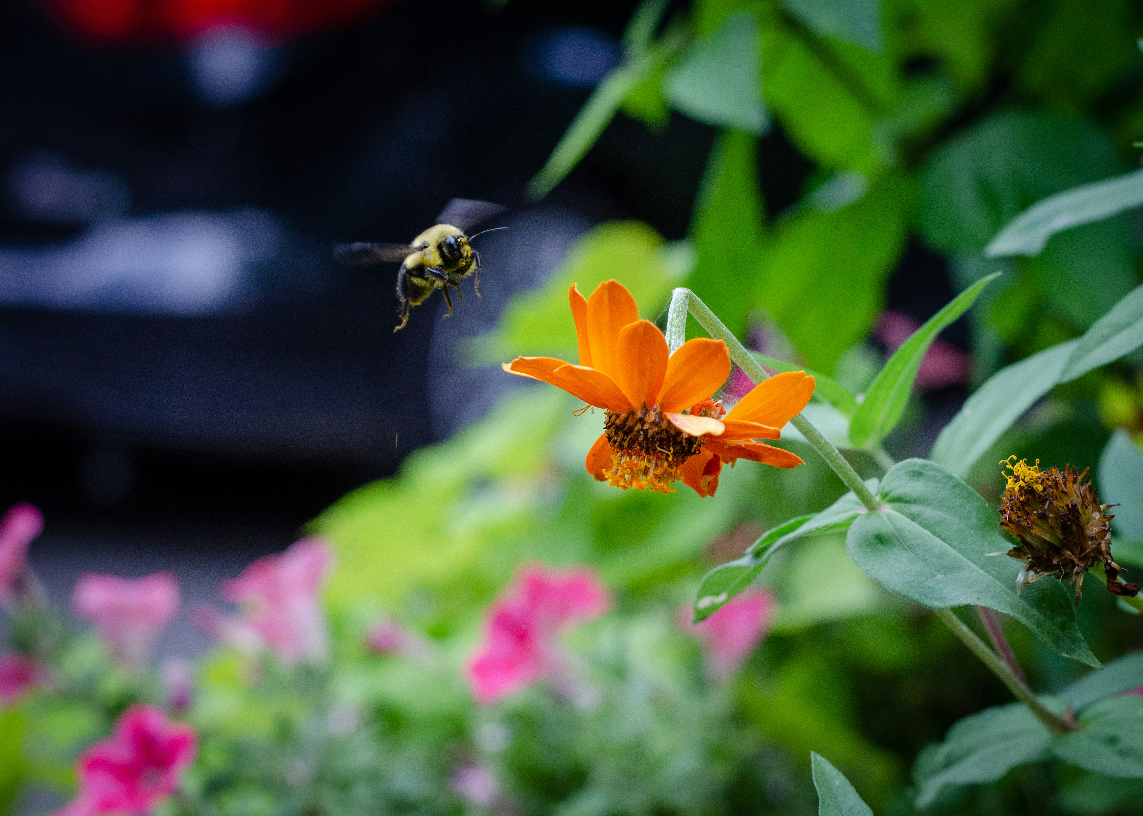 Buzz in Transit: A Bee Approaches a Tangerine Blossom