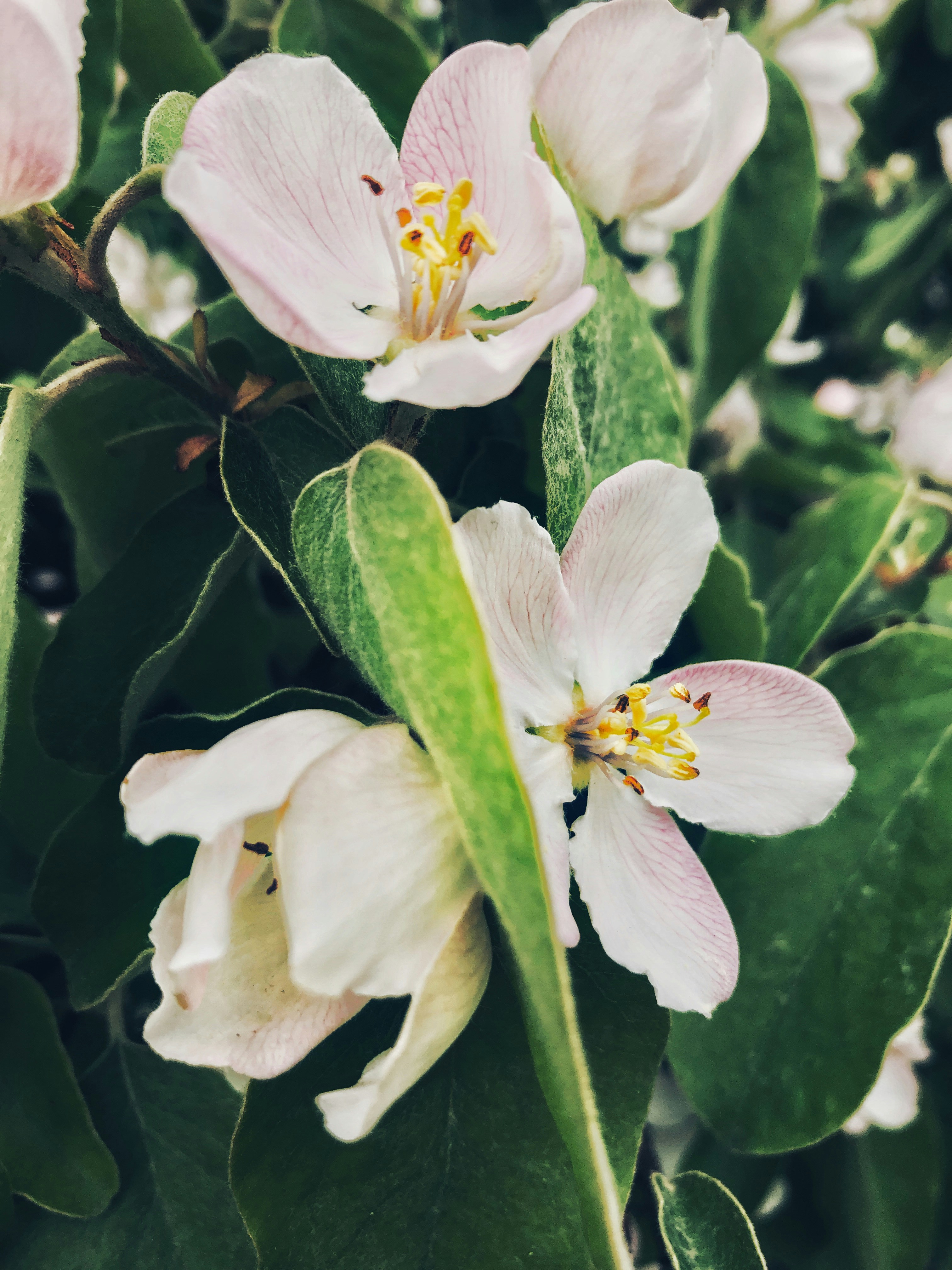 Whispered Pink: Close-Up of Apple Blossoms Amid Greenery