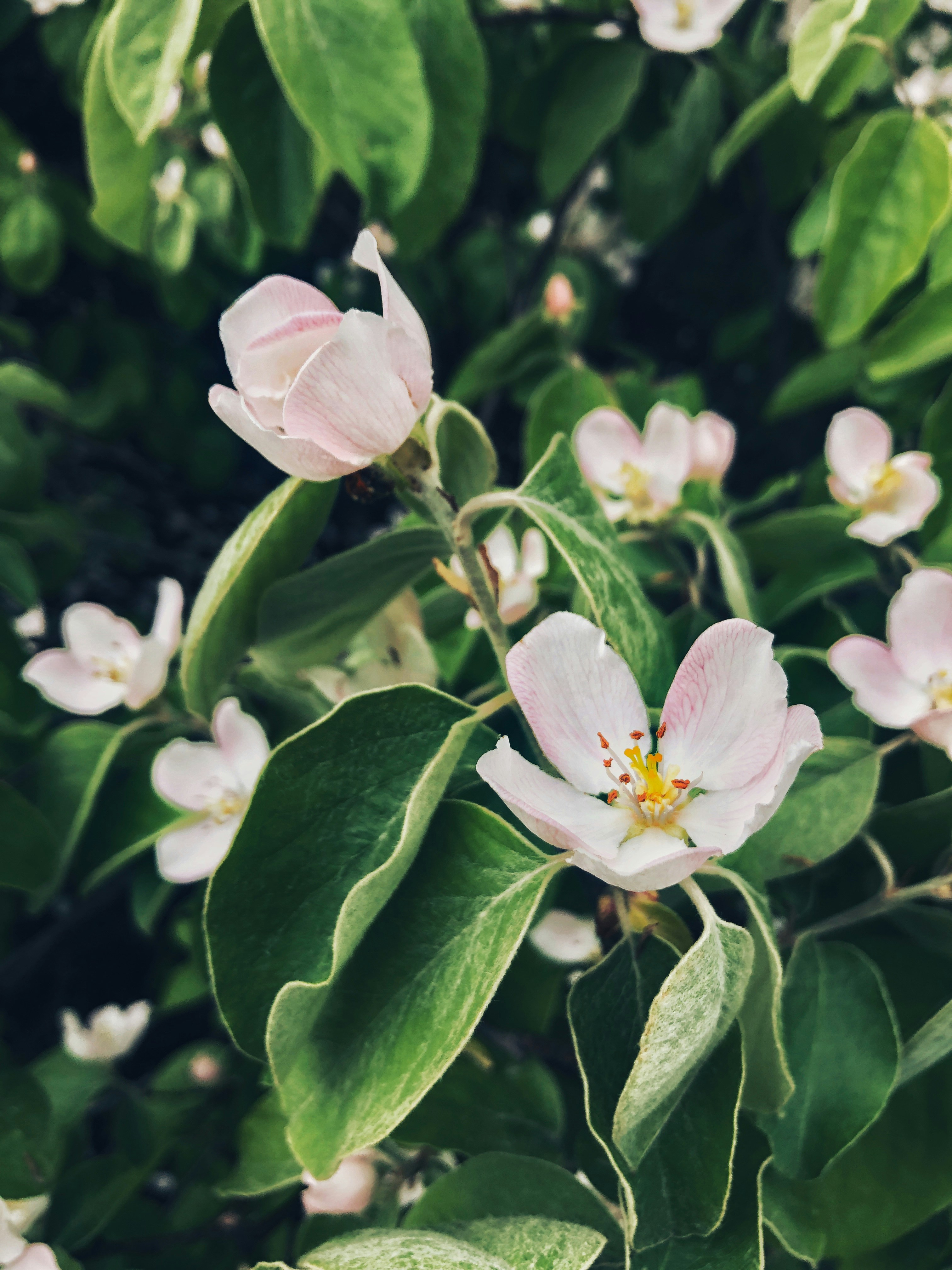 Whispering Blush: a close-up of spring apple blossoms among emerald leaves