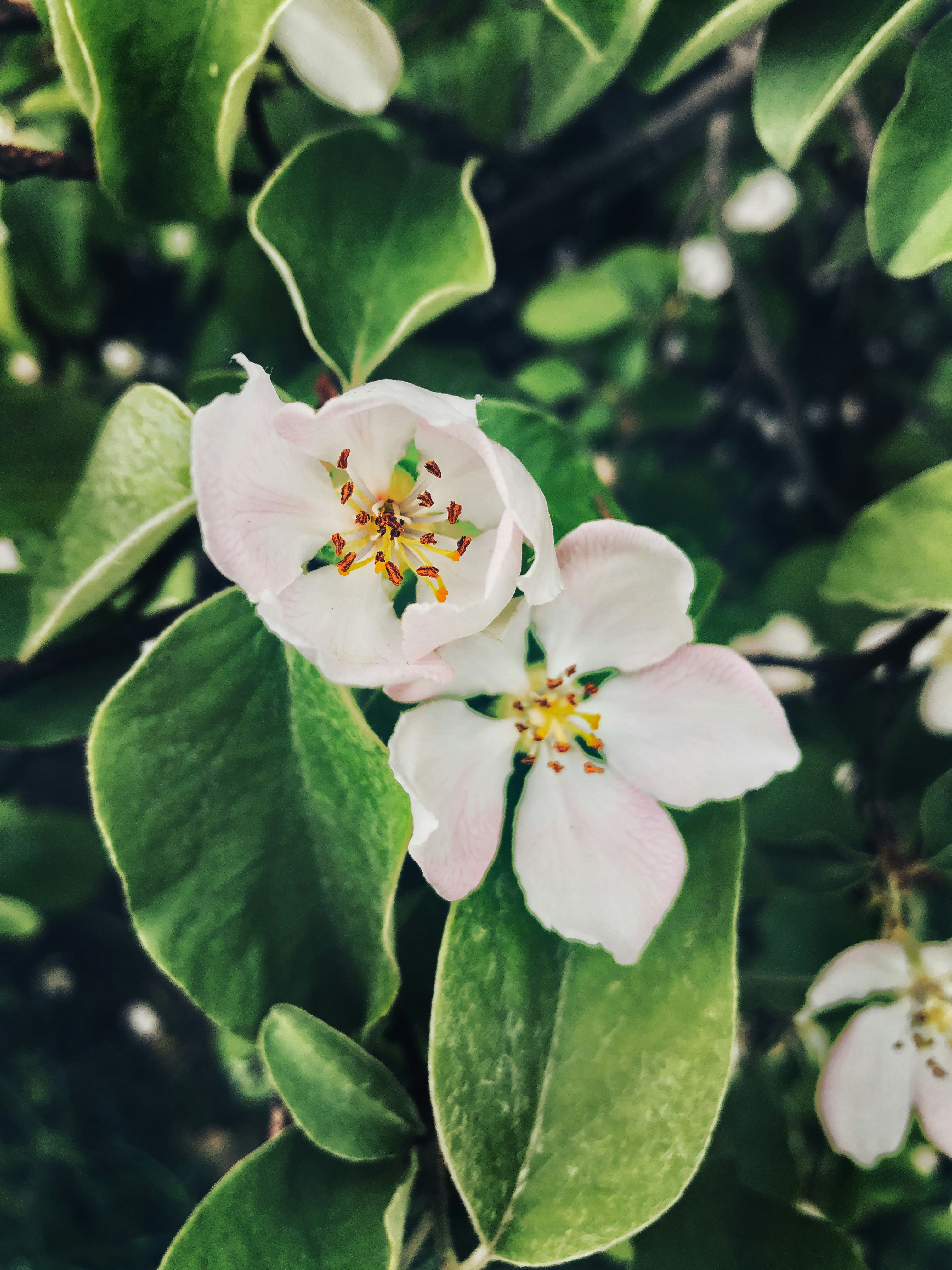 Petals in Quiet Light: A Close-Up Among Verdant Leaves