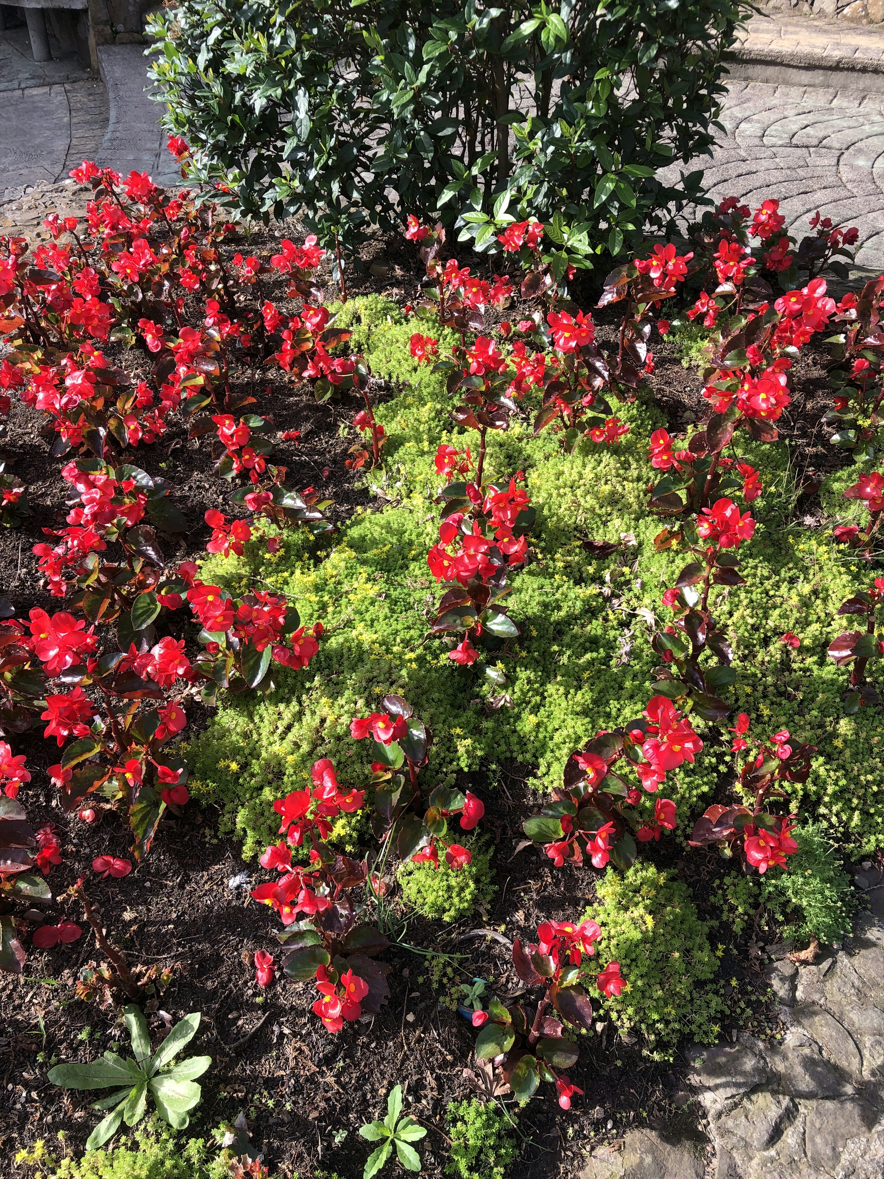 Un buisson aux fleurs rouges photo – Photo Géranium Gratuite sur Unsplash