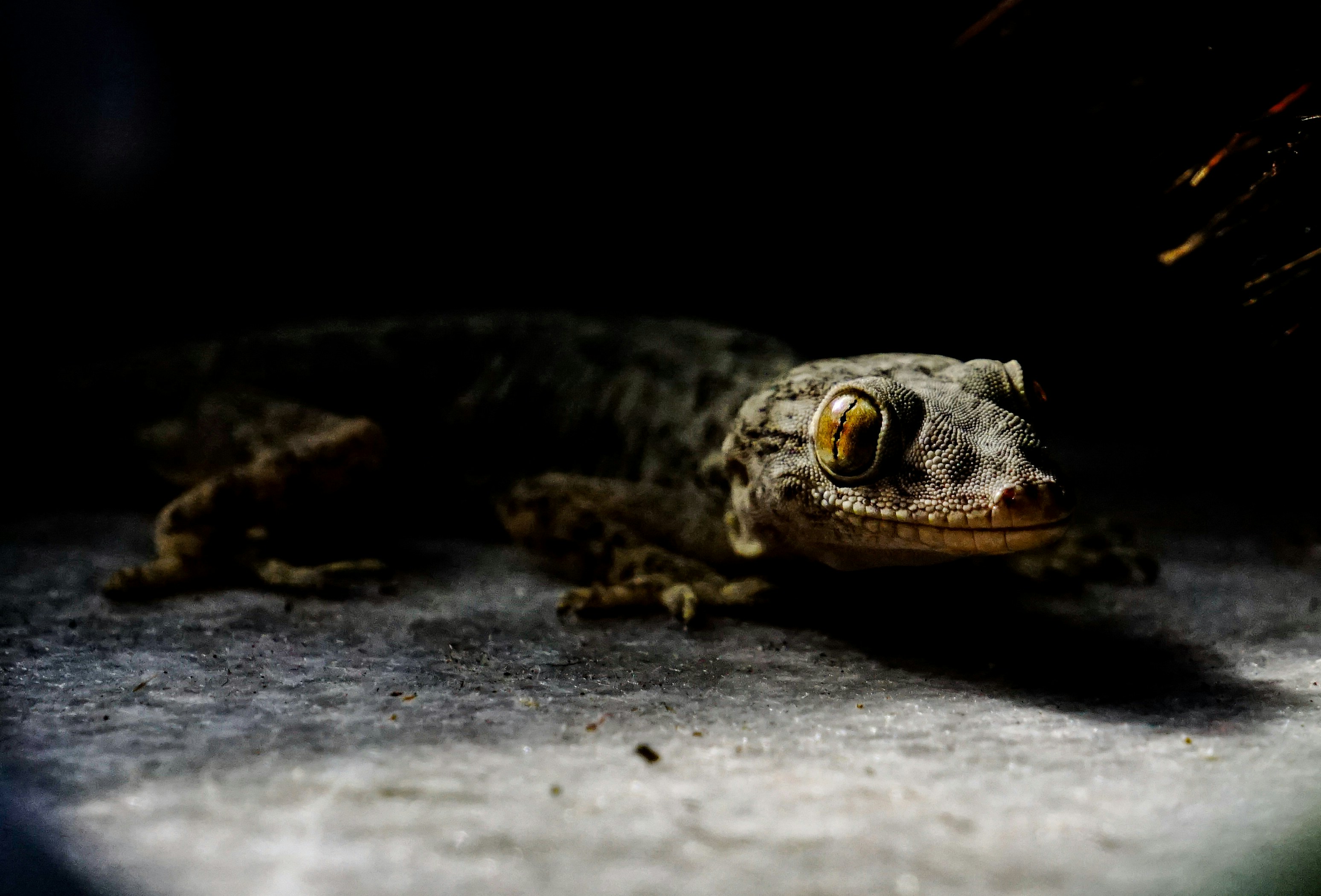 Glow in the Gloom: Crocodile's Gaze Beneath the Spotlight