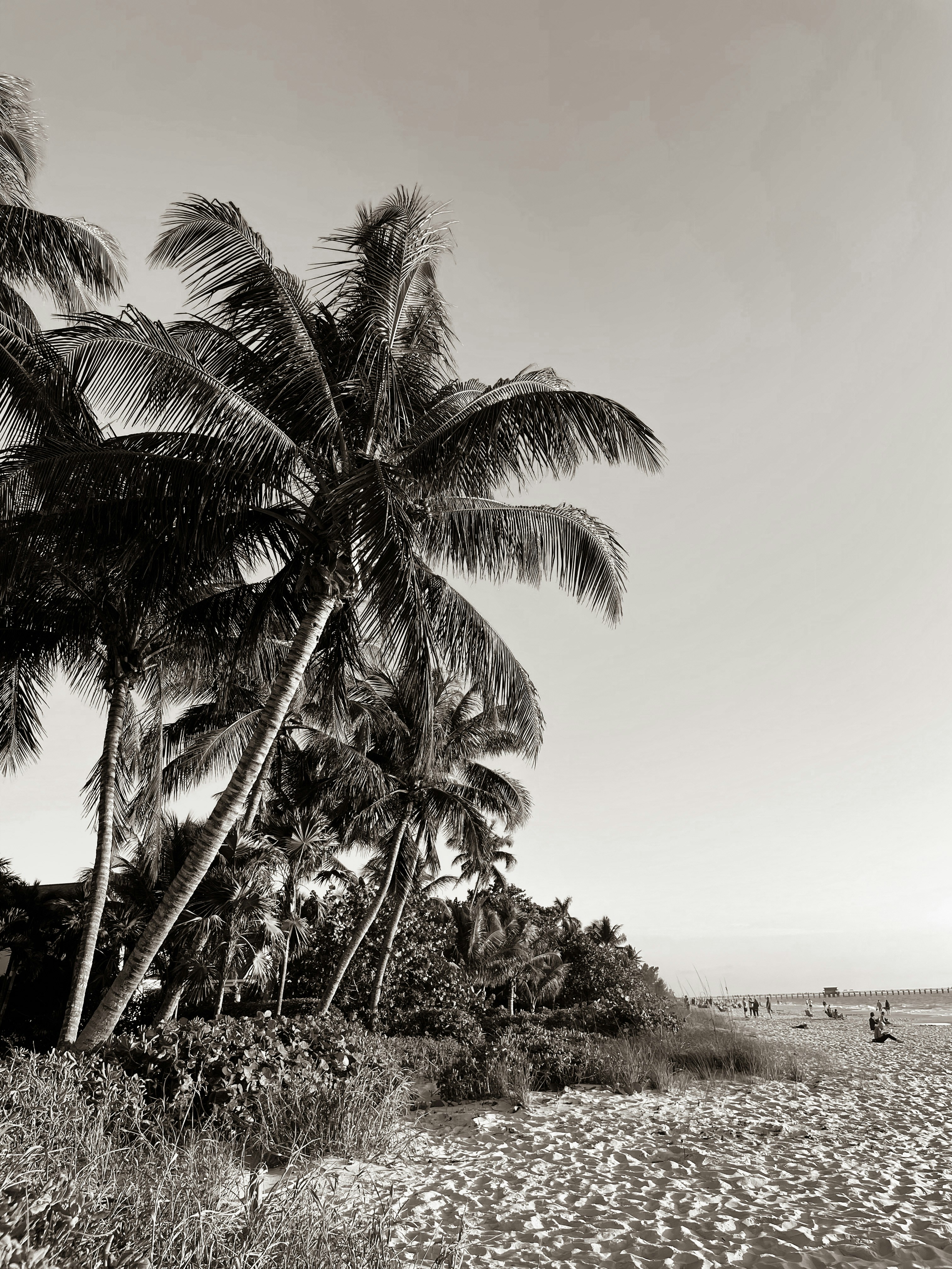 Palm Sentinels at the Quiet Shore