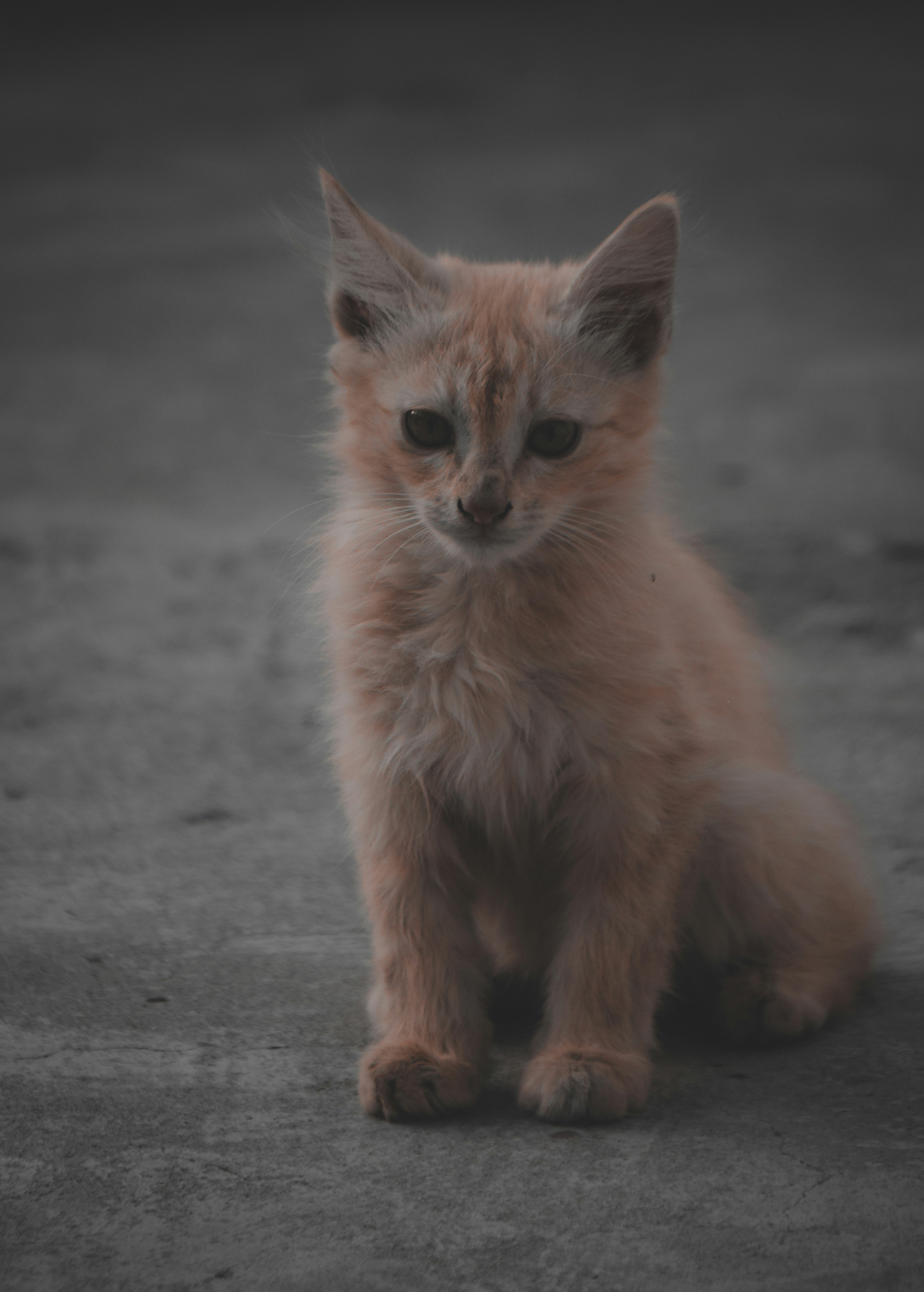 Soft-Eyed Ember: Portrait of a Curious Orange Kitten on Concrete
