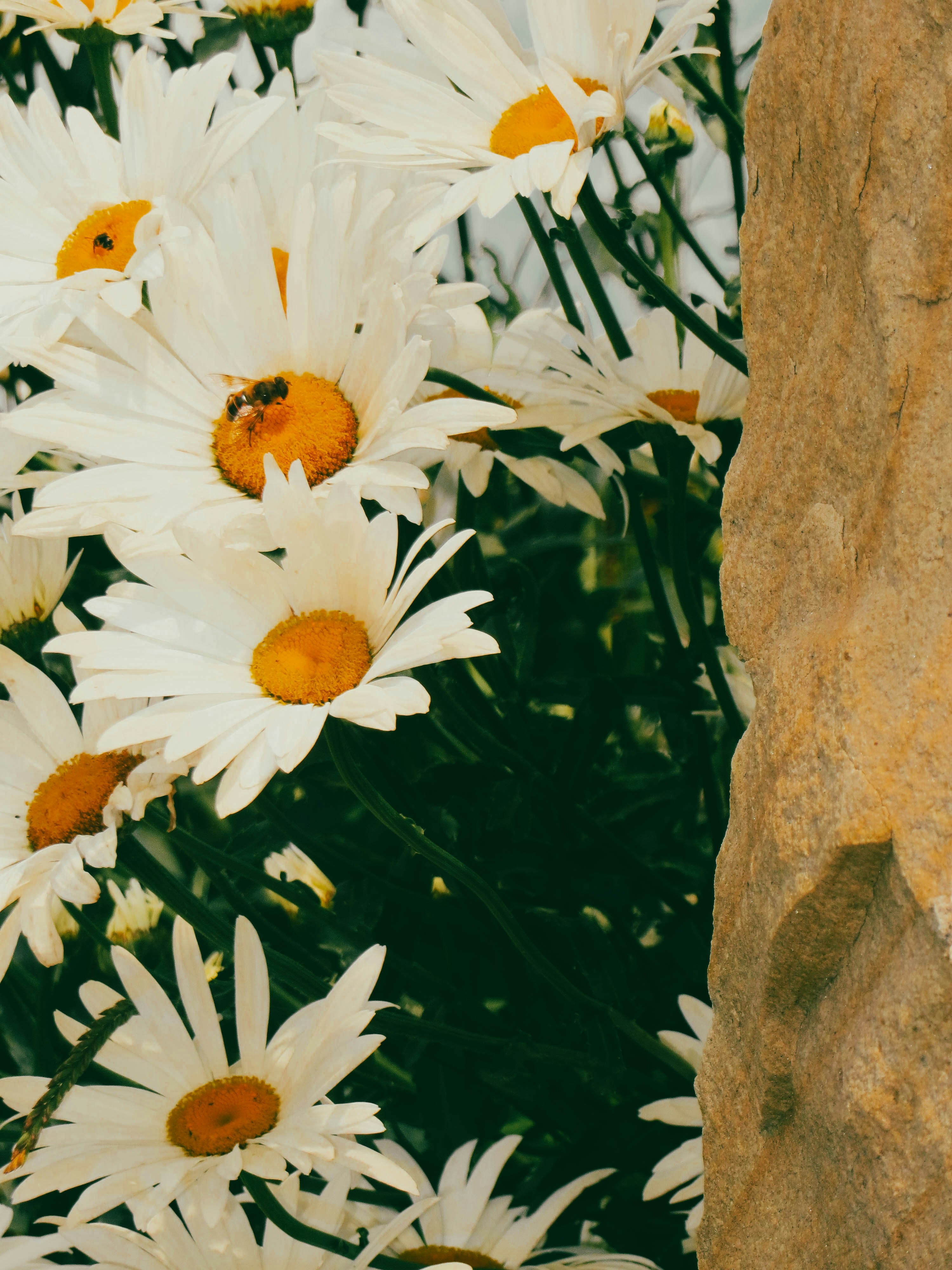 White daisies with yellow centers bloom beside a rugged stone, showcasing a blend of natural beauty and texture.