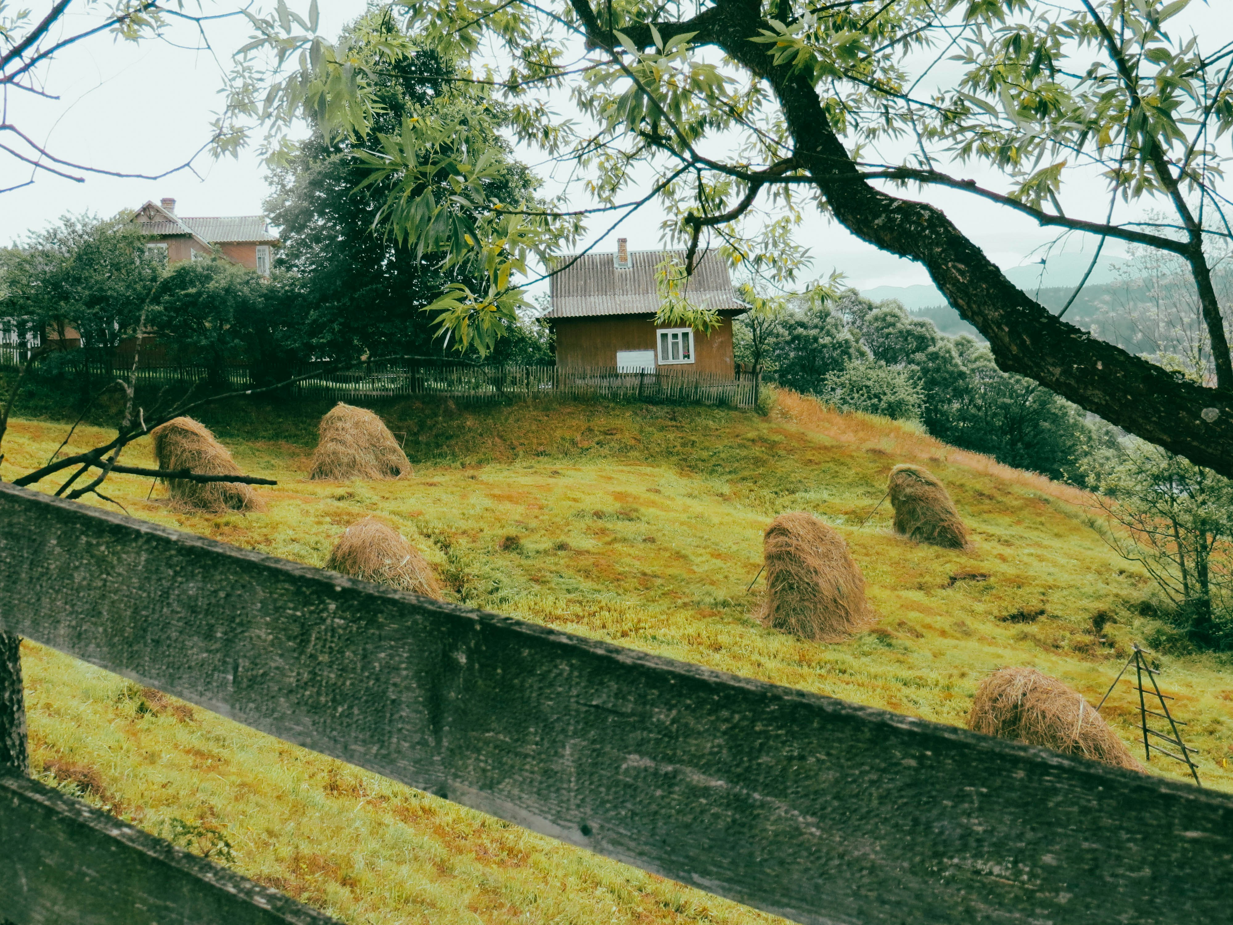 A photograph of a tranquil rural scene with hay piles scattered across a sunlit, sloped field, a small house in the background, and a large tree arching overhead.
