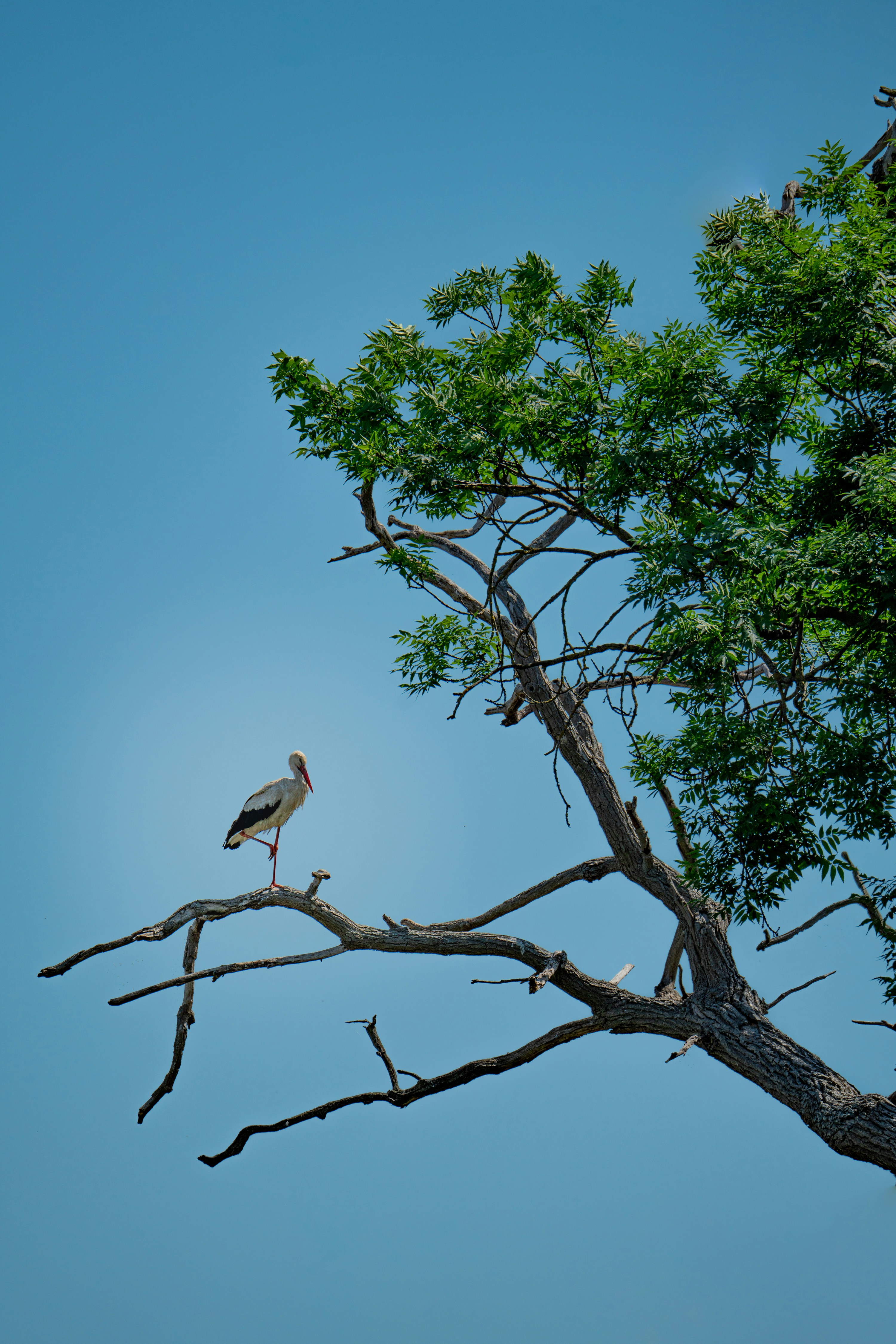 Azure Sentinel: Stork Perched on a Weathered Limb Against a Clear Sky