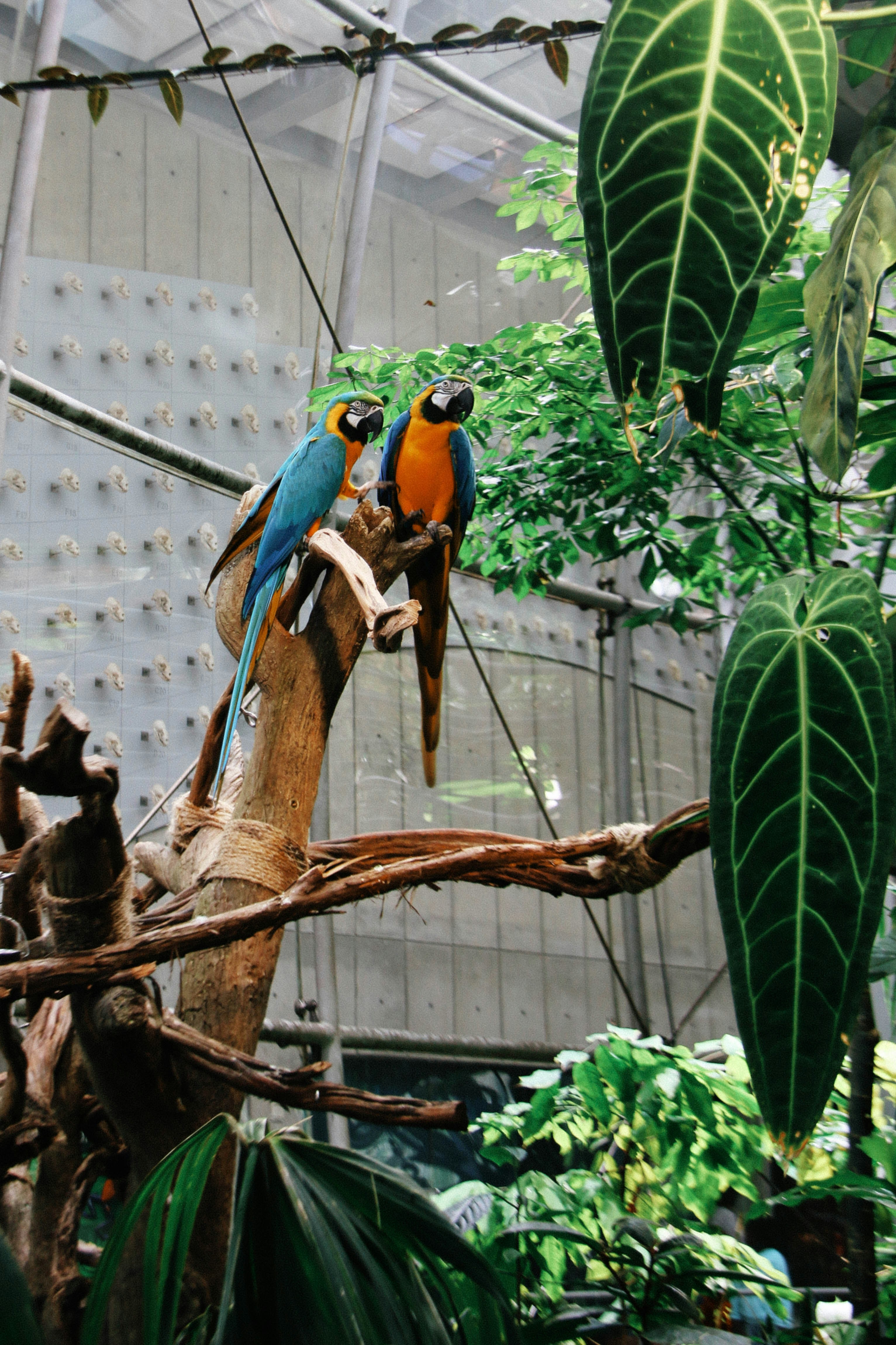 Blue-Yellow Macaws. 