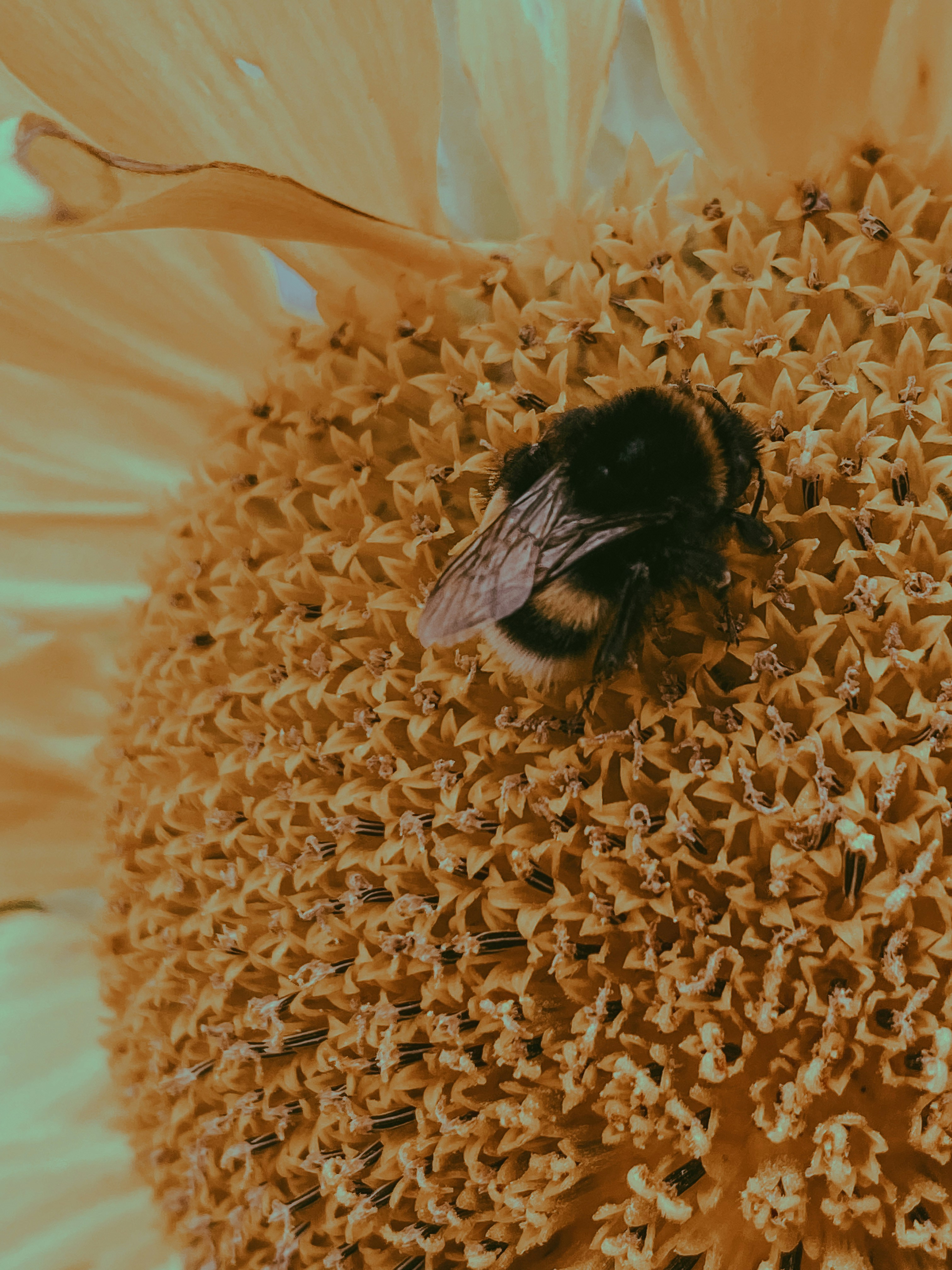 #bumblebee #yellow #sunflower 