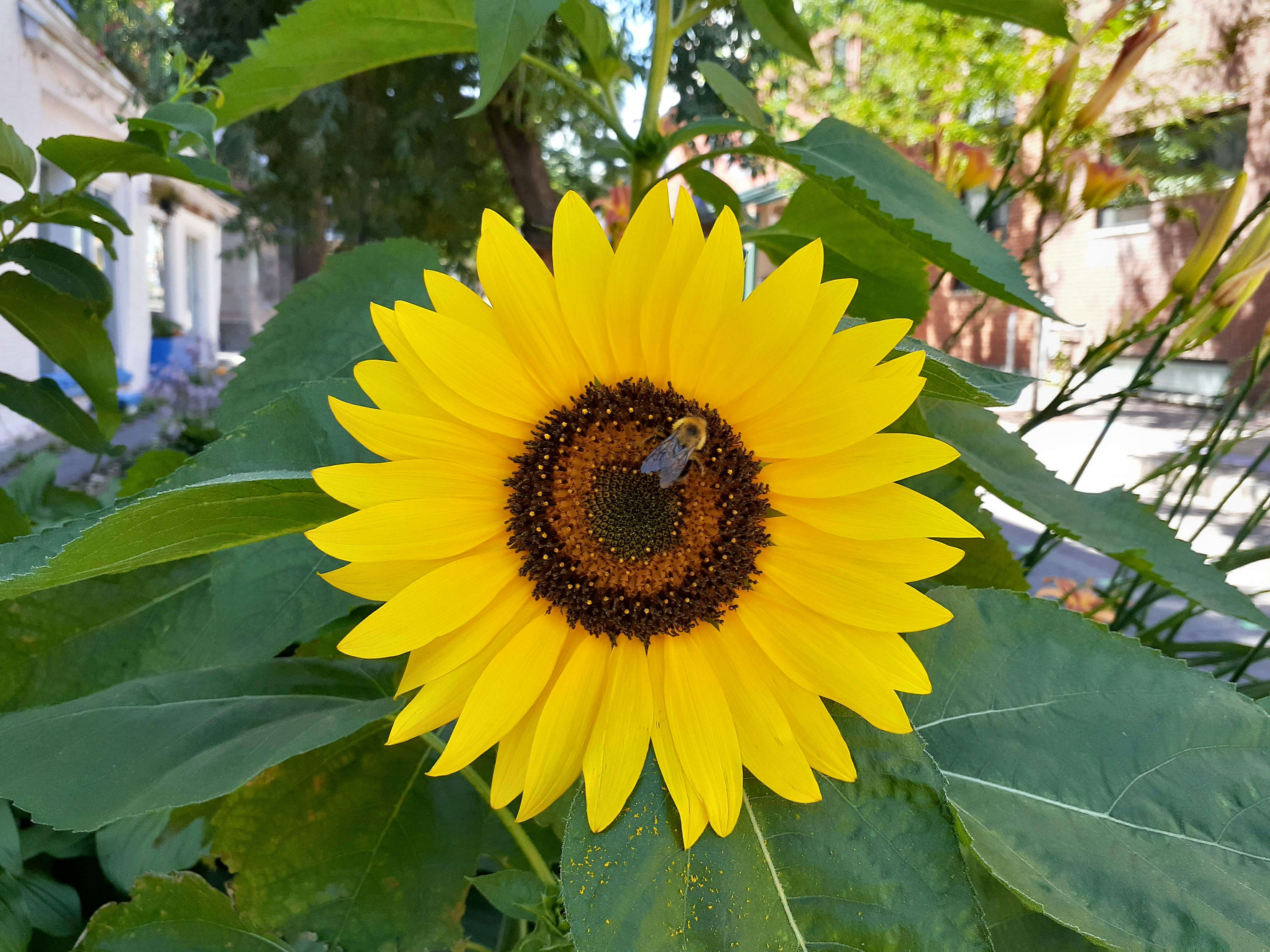 Sun-kissed Bloom: A Bold Sunflower Against a Quiet Yard