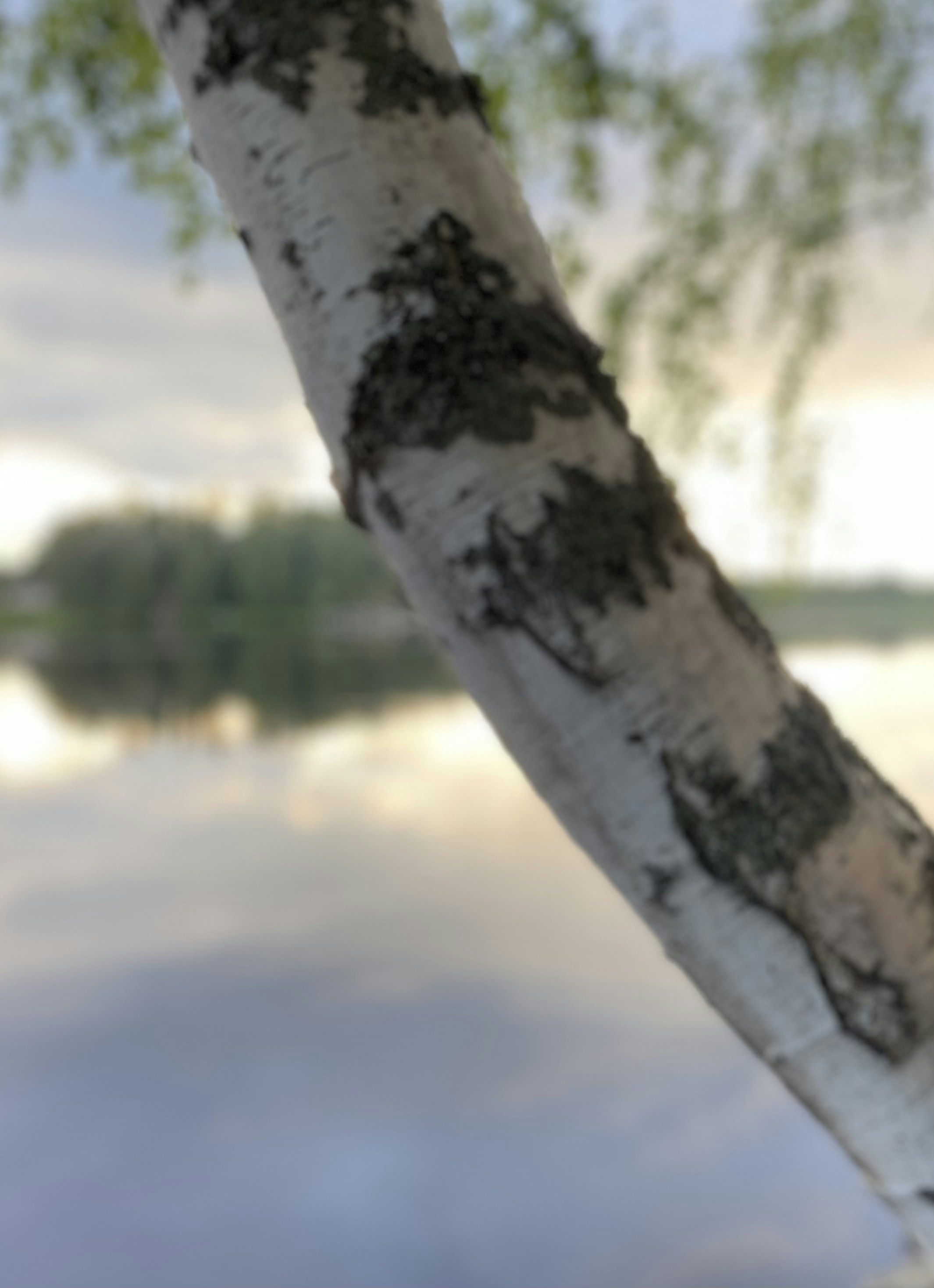 Birch Trunk Against a Tranquil Waterscape