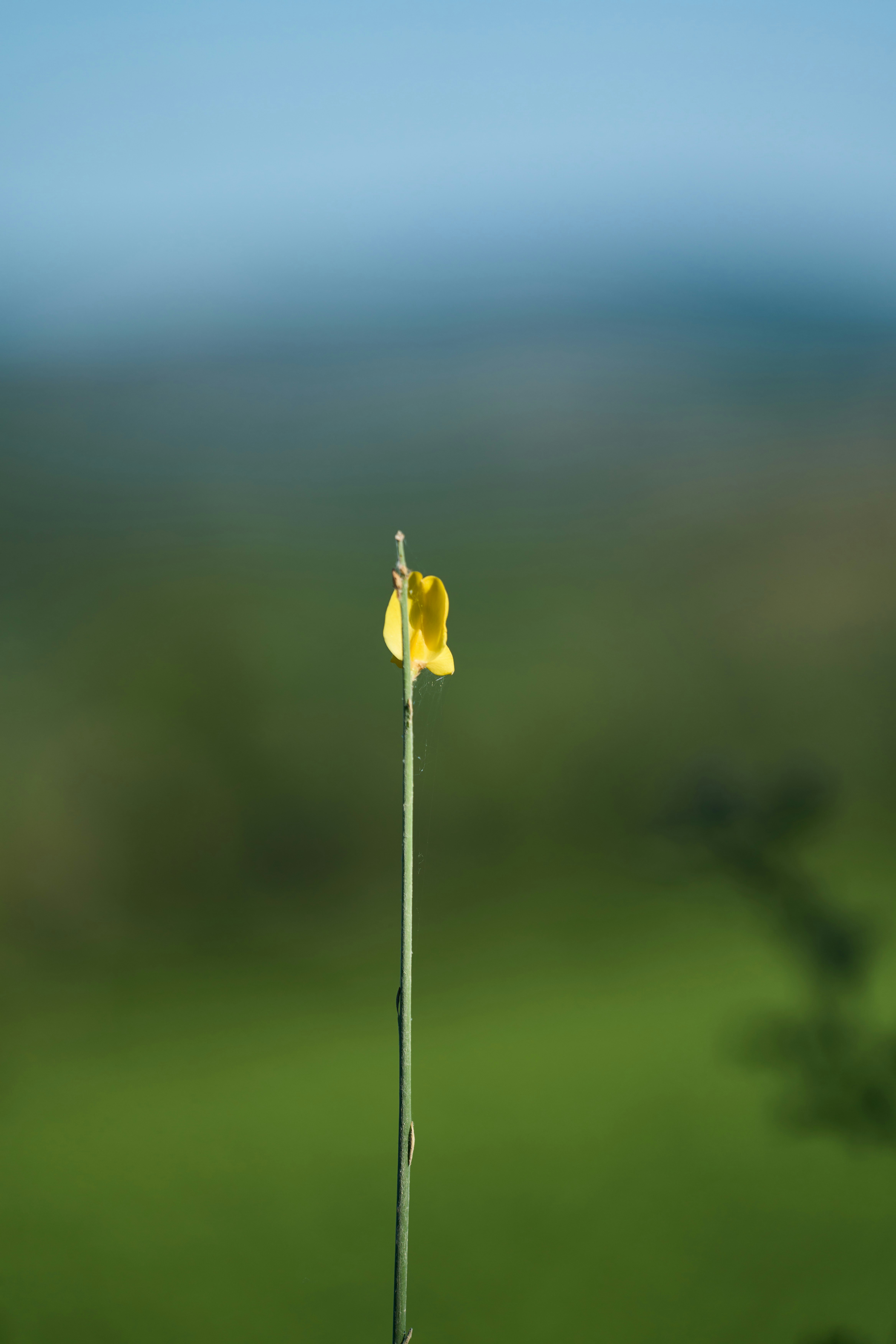 A single yellow flower stands tall on a slender stem, set against a blurred green background that emphasizes its vibrant color.
