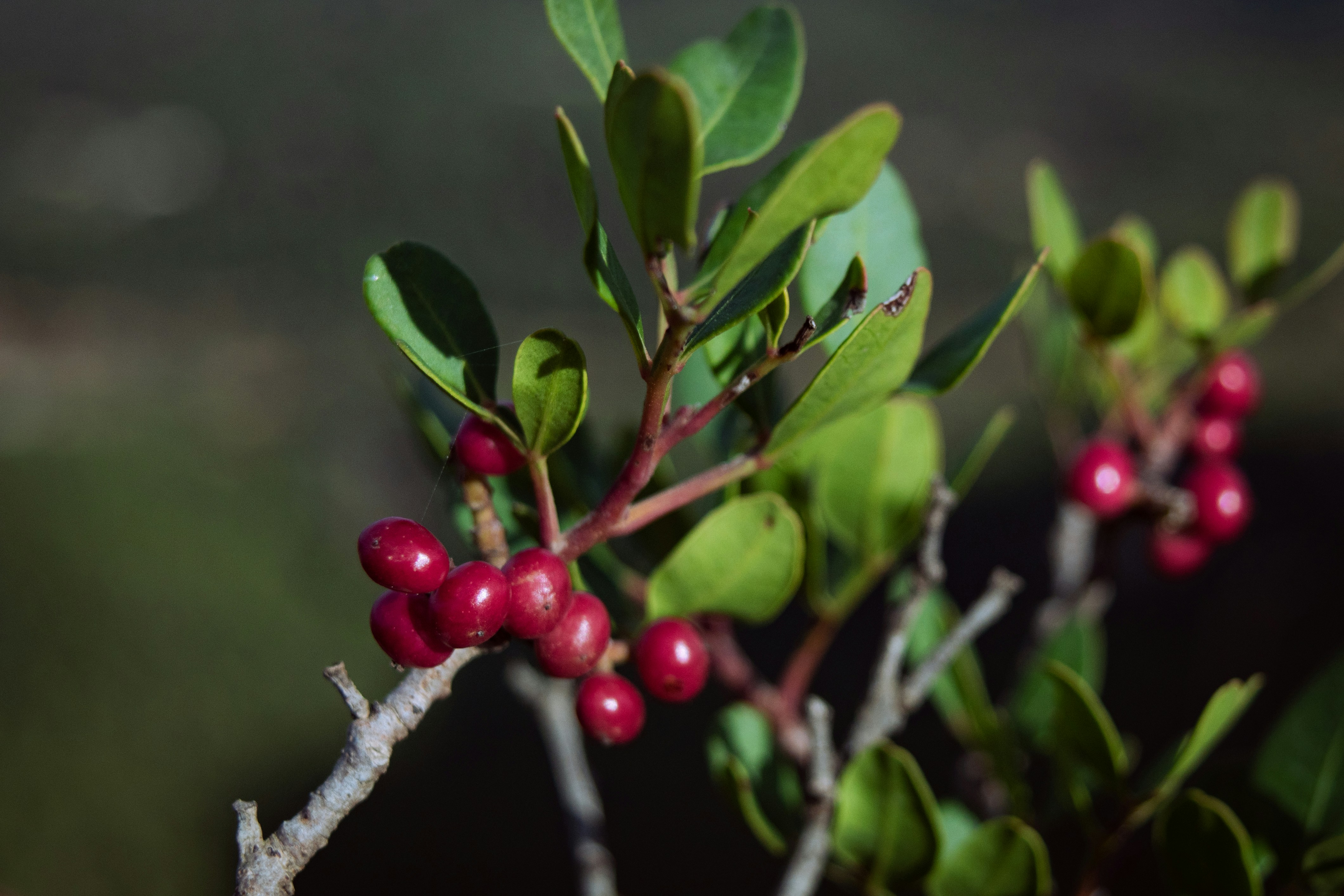 a close up of some berries