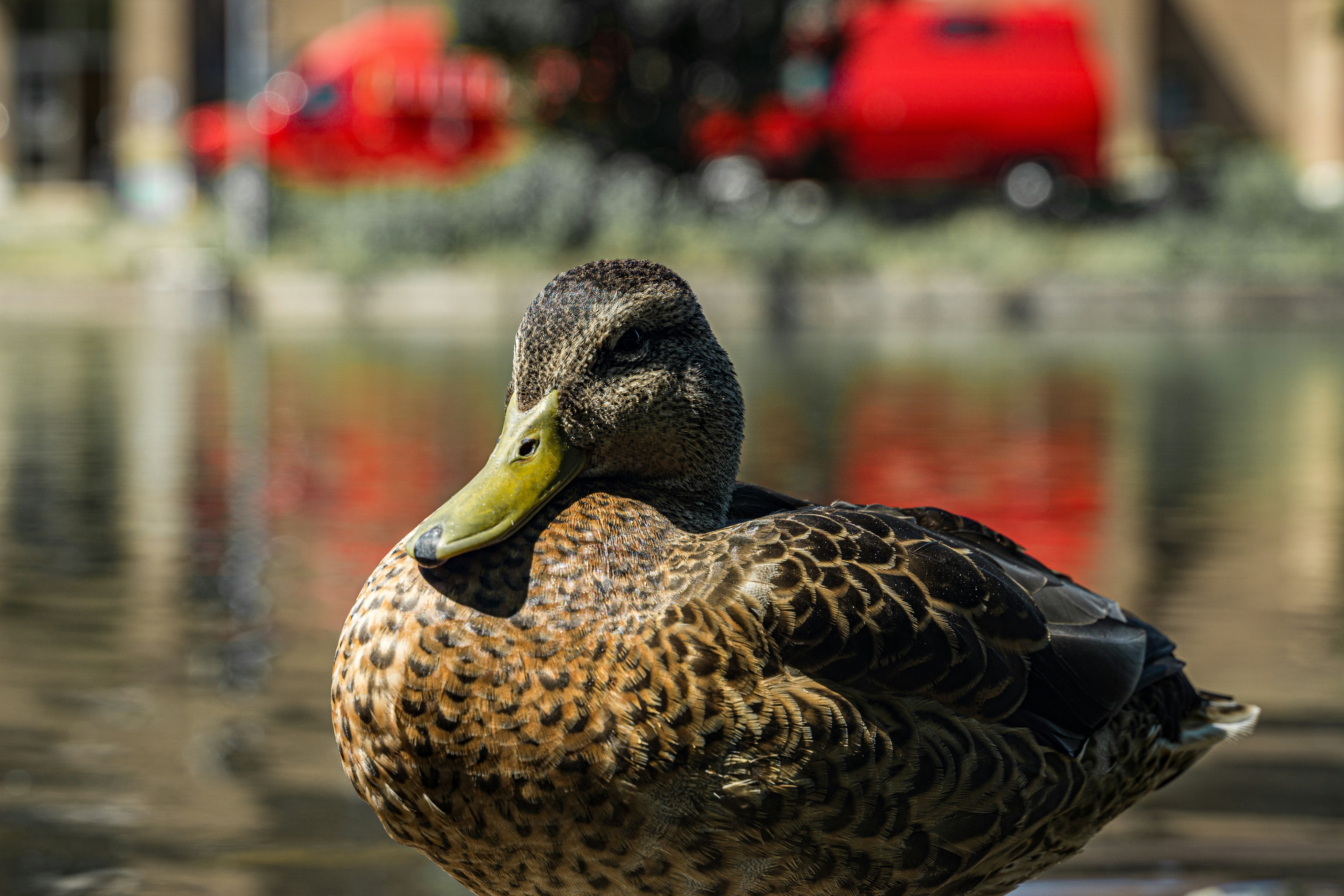 Mallard Portrait at a Sunlit City Pond