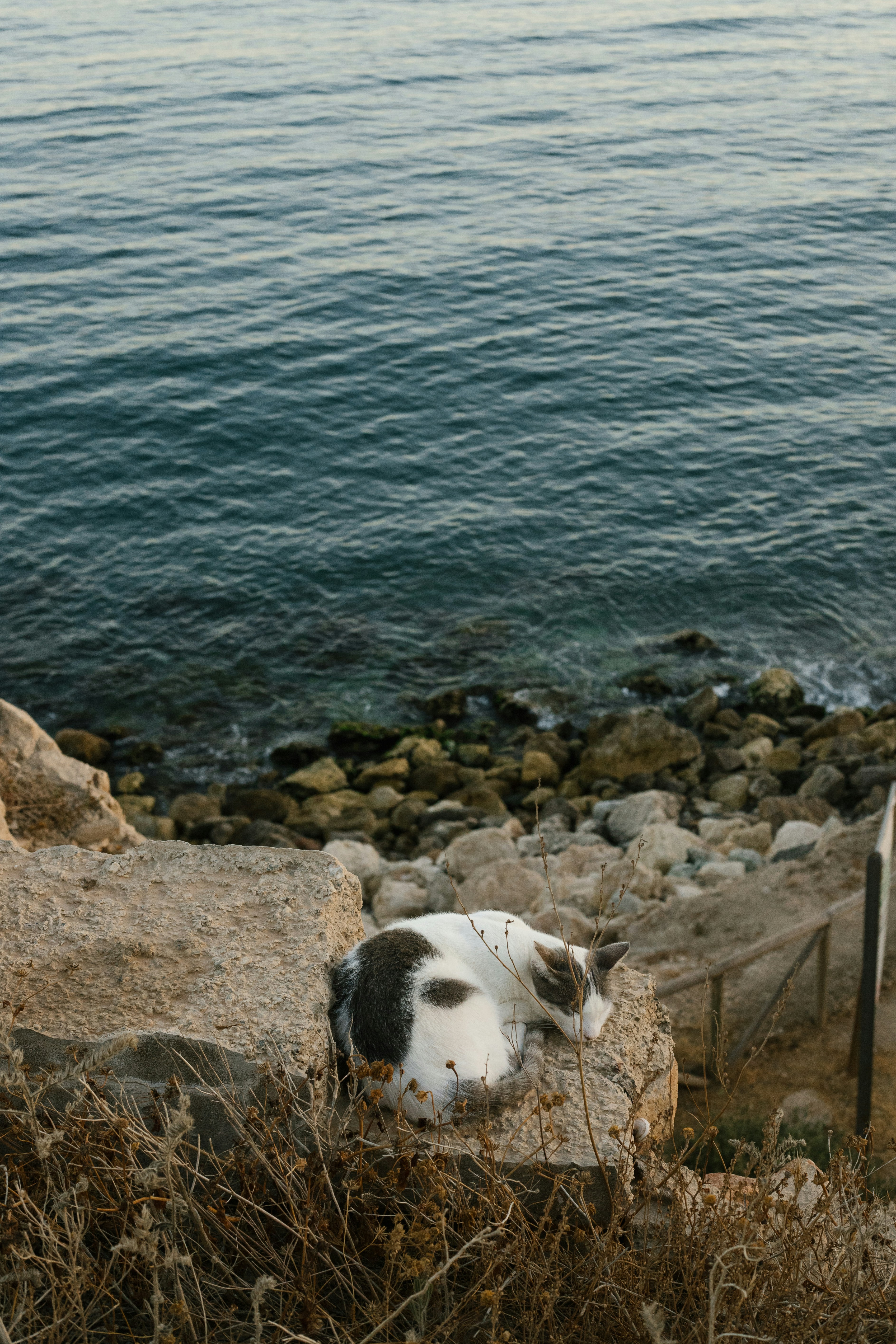 Seaside Rest: A White-and-Black Cat Naps on Rough Shore Rocks