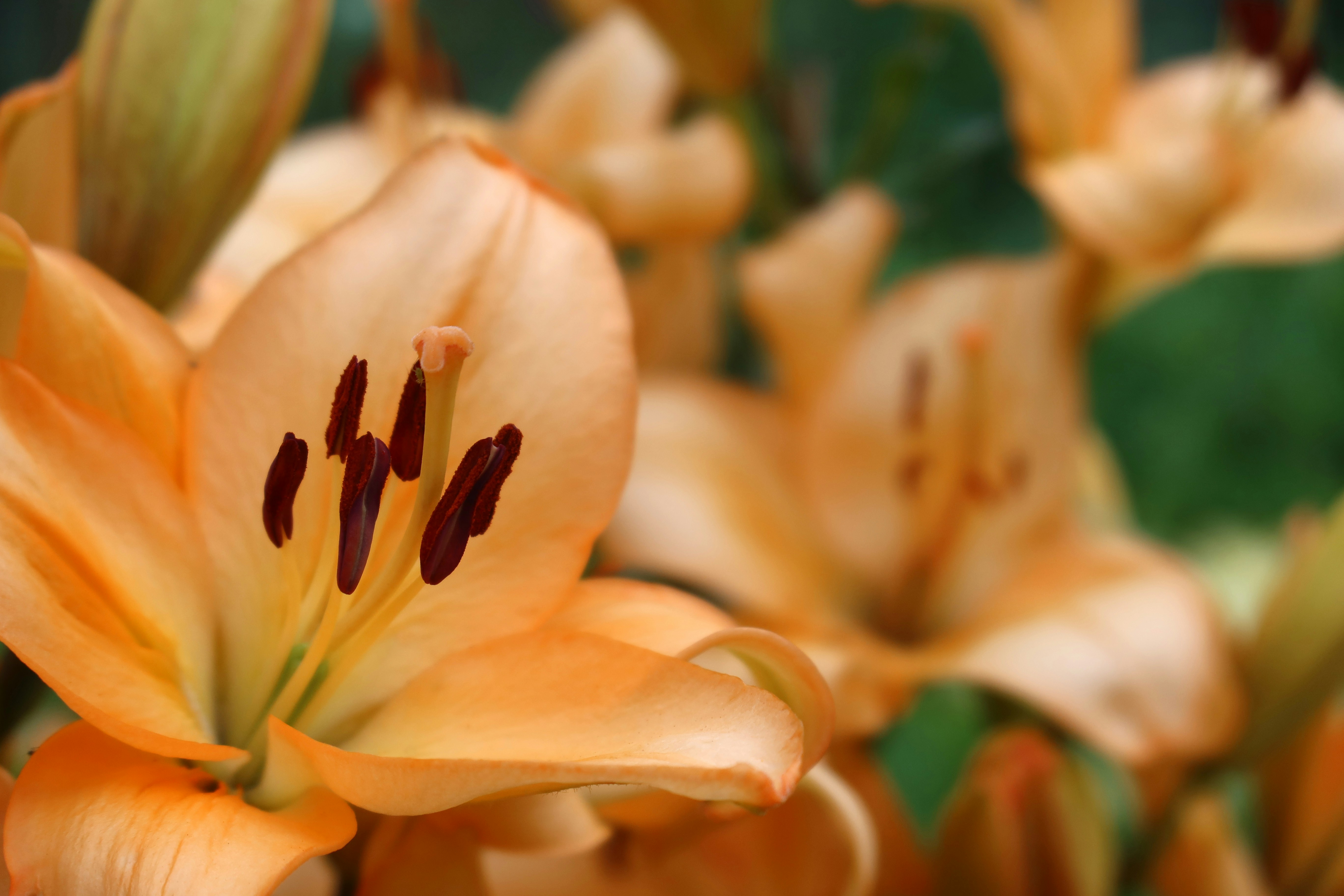 Close-up of vibrant orange lilies showcasing intricate details of the petals and stamen.