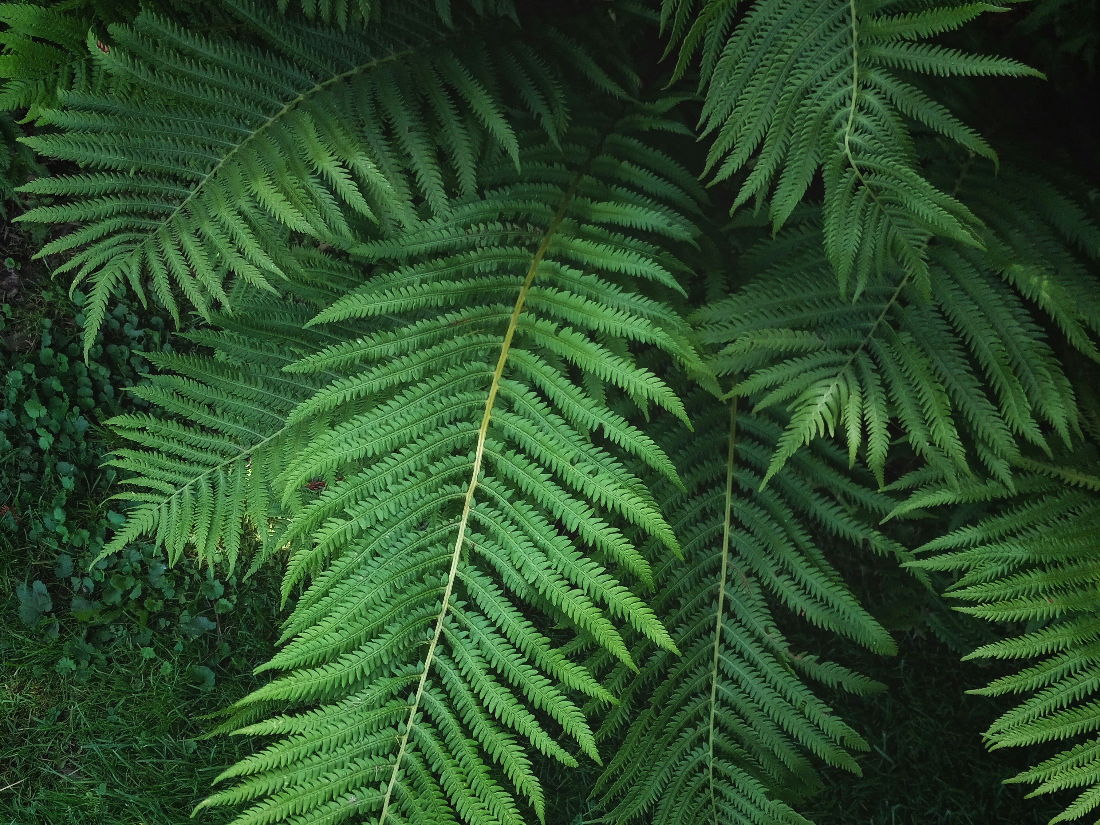 Ferns in the shade