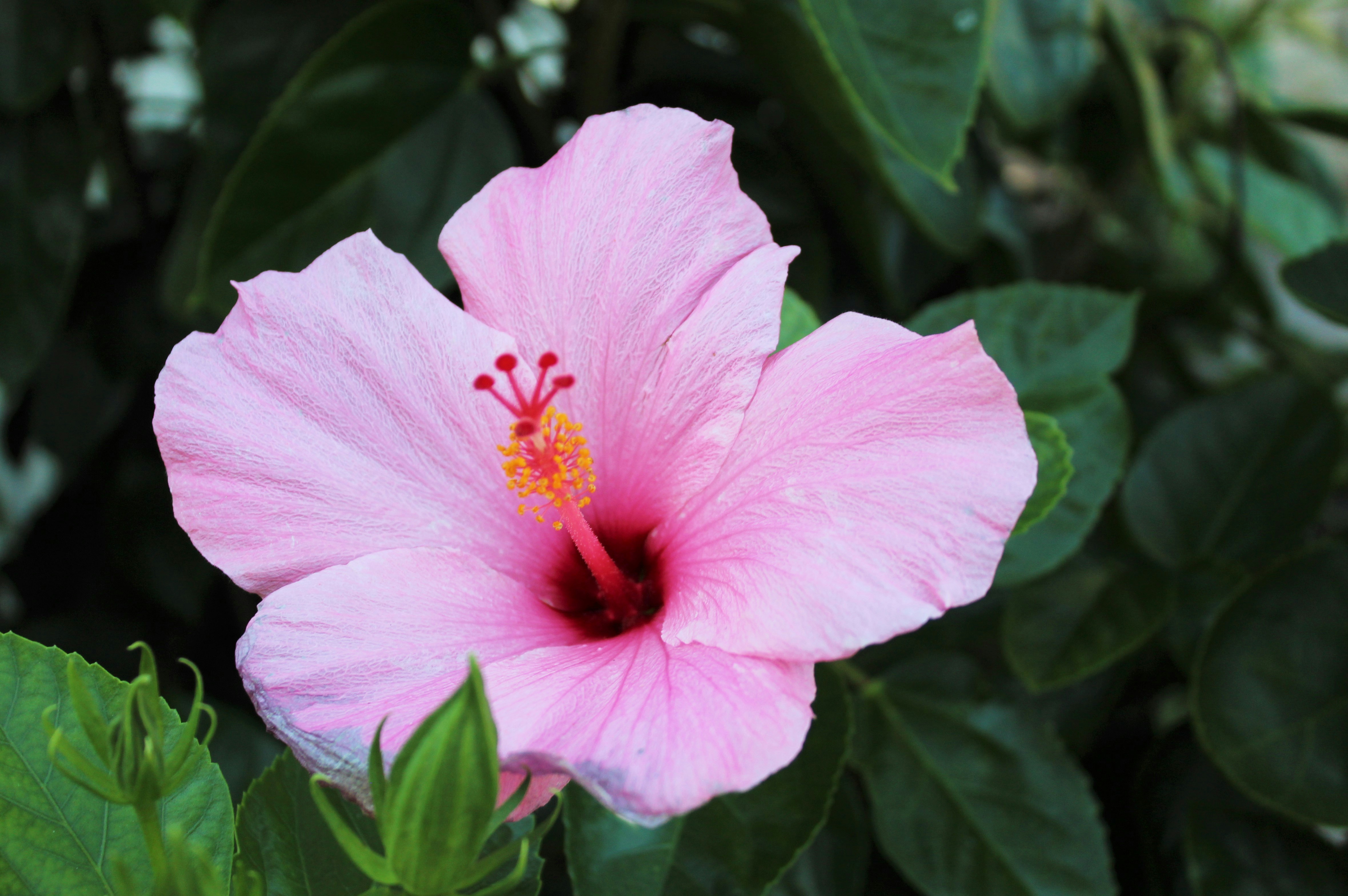 Vibrant pink hibiscus flower surrounded by lush green leaves, showcasing intricate petal details and a striking stamen.