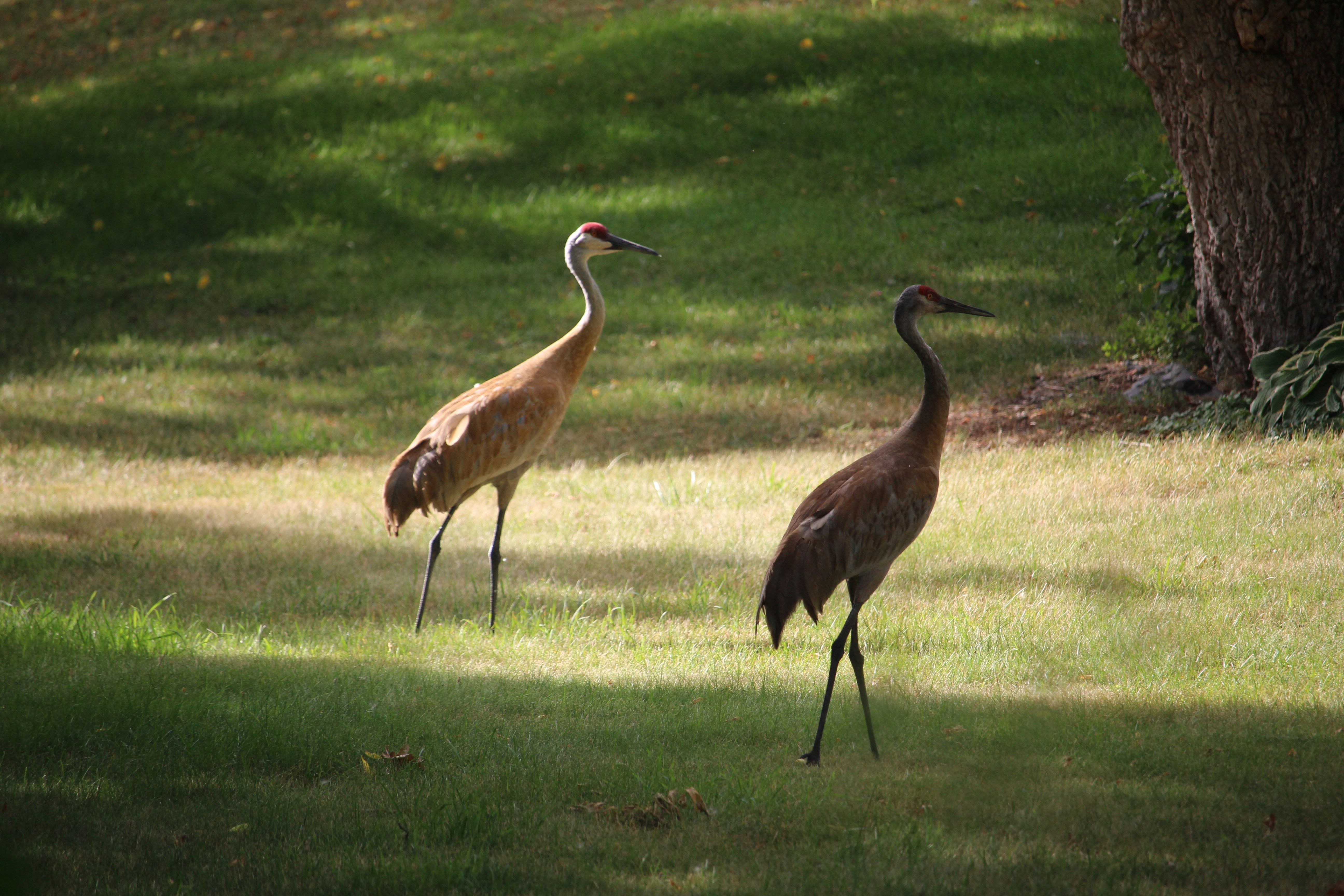 A couple of birds walking on grass photo – Free Animal Image on Unsplash