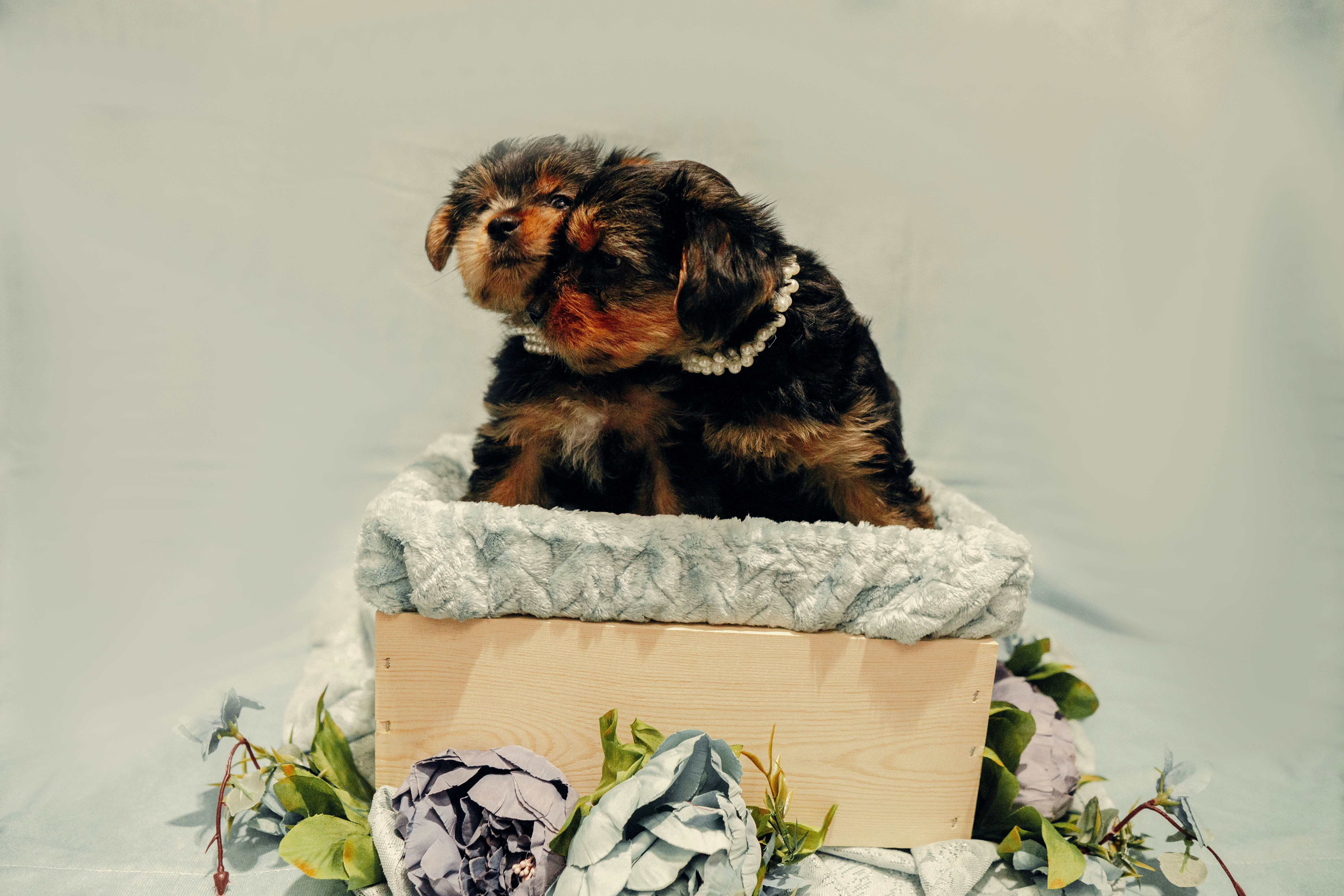 A Tiny Shepherd in a Floral Crate