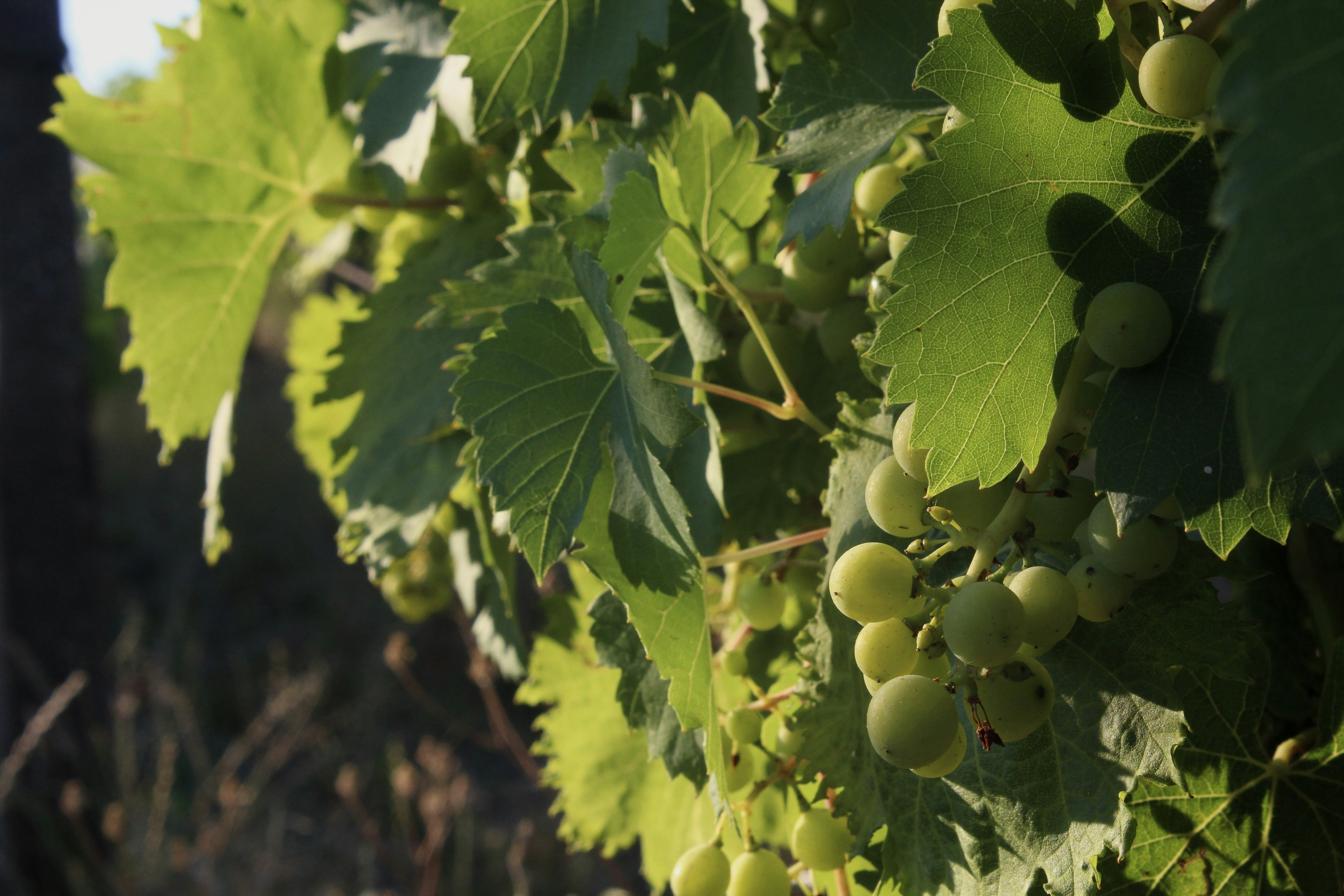 a close-up of some grapes