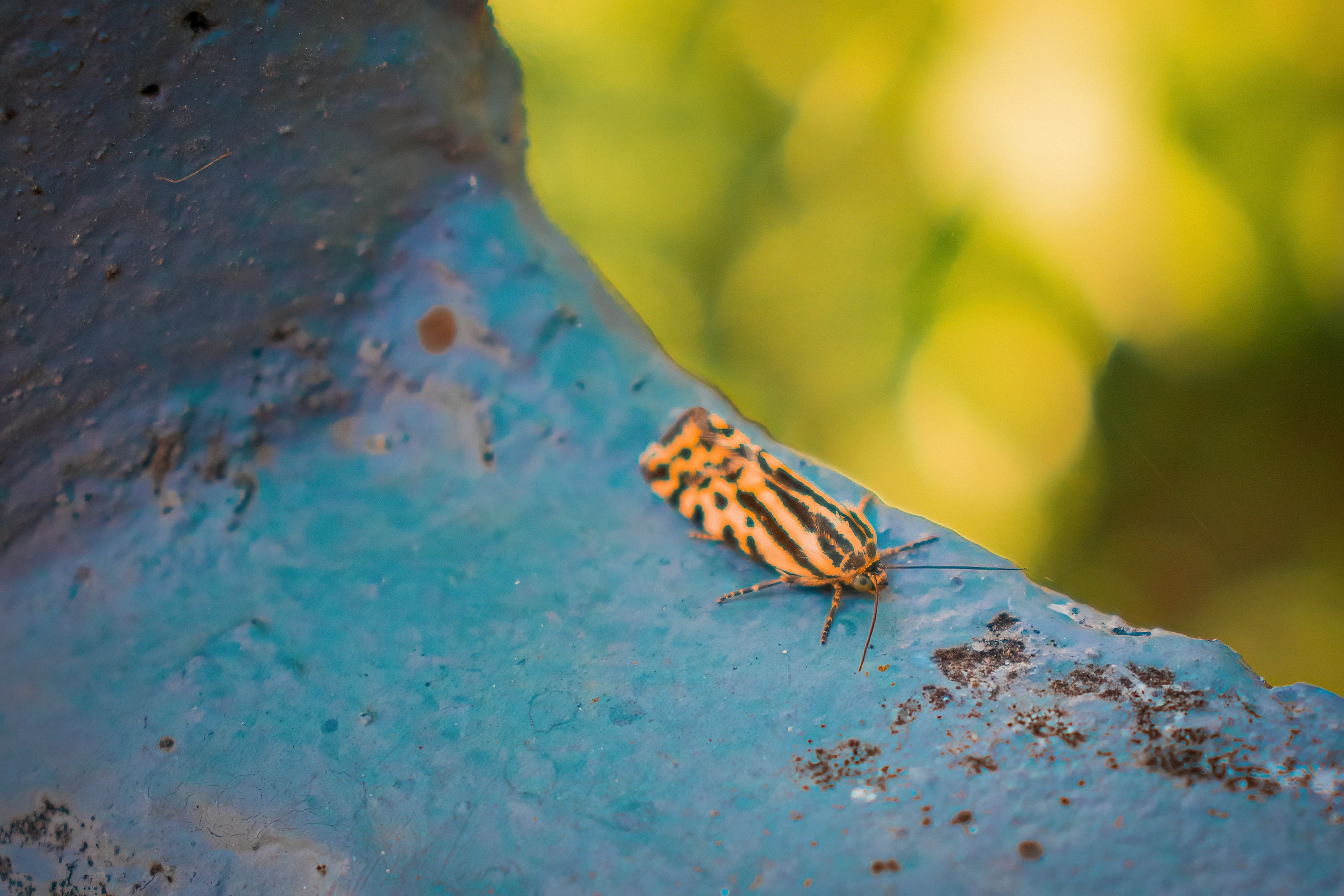 Harlequin-striped bug on a weathered azure railing
