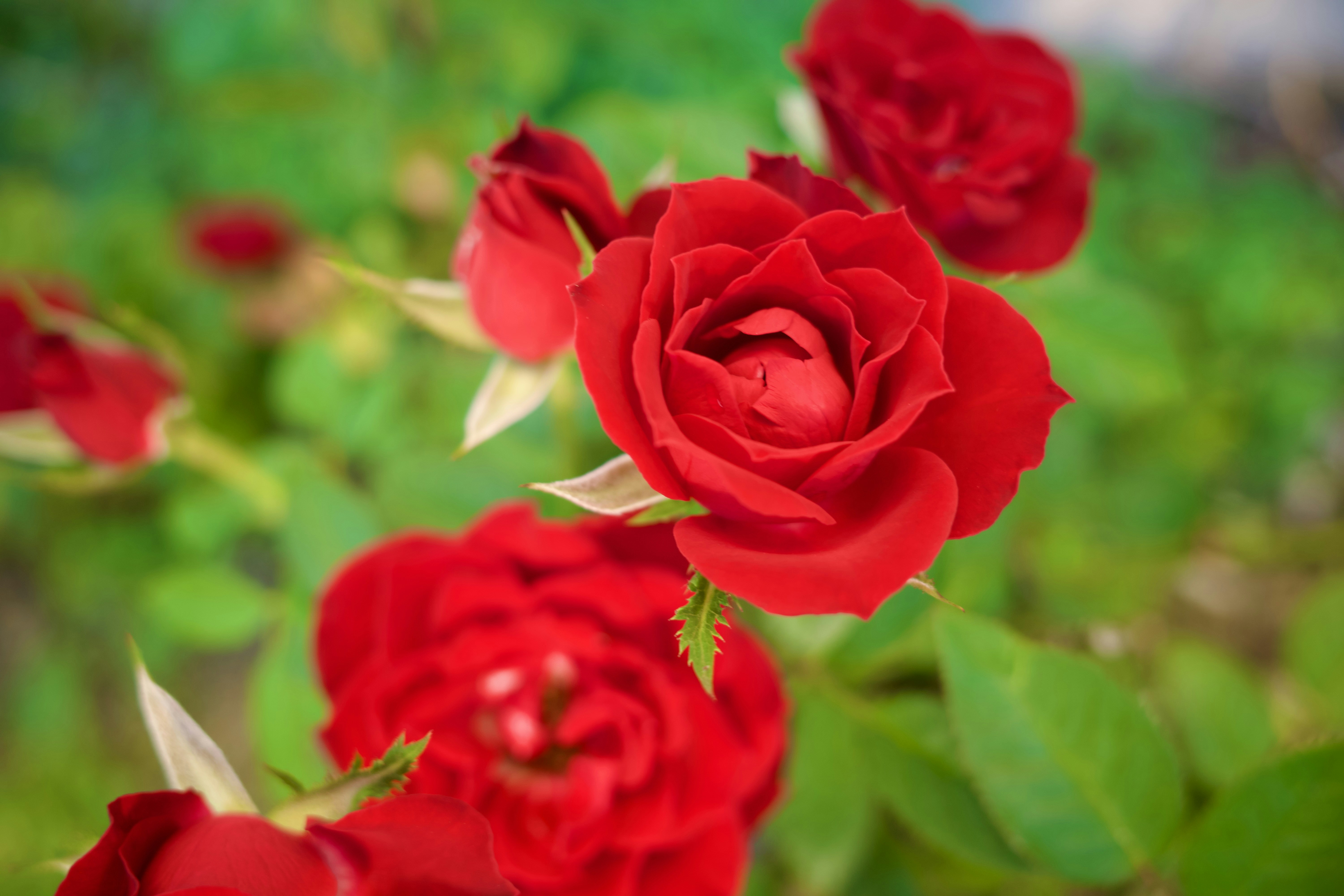 A group of red roses photo – Free Red Image on Unsplash