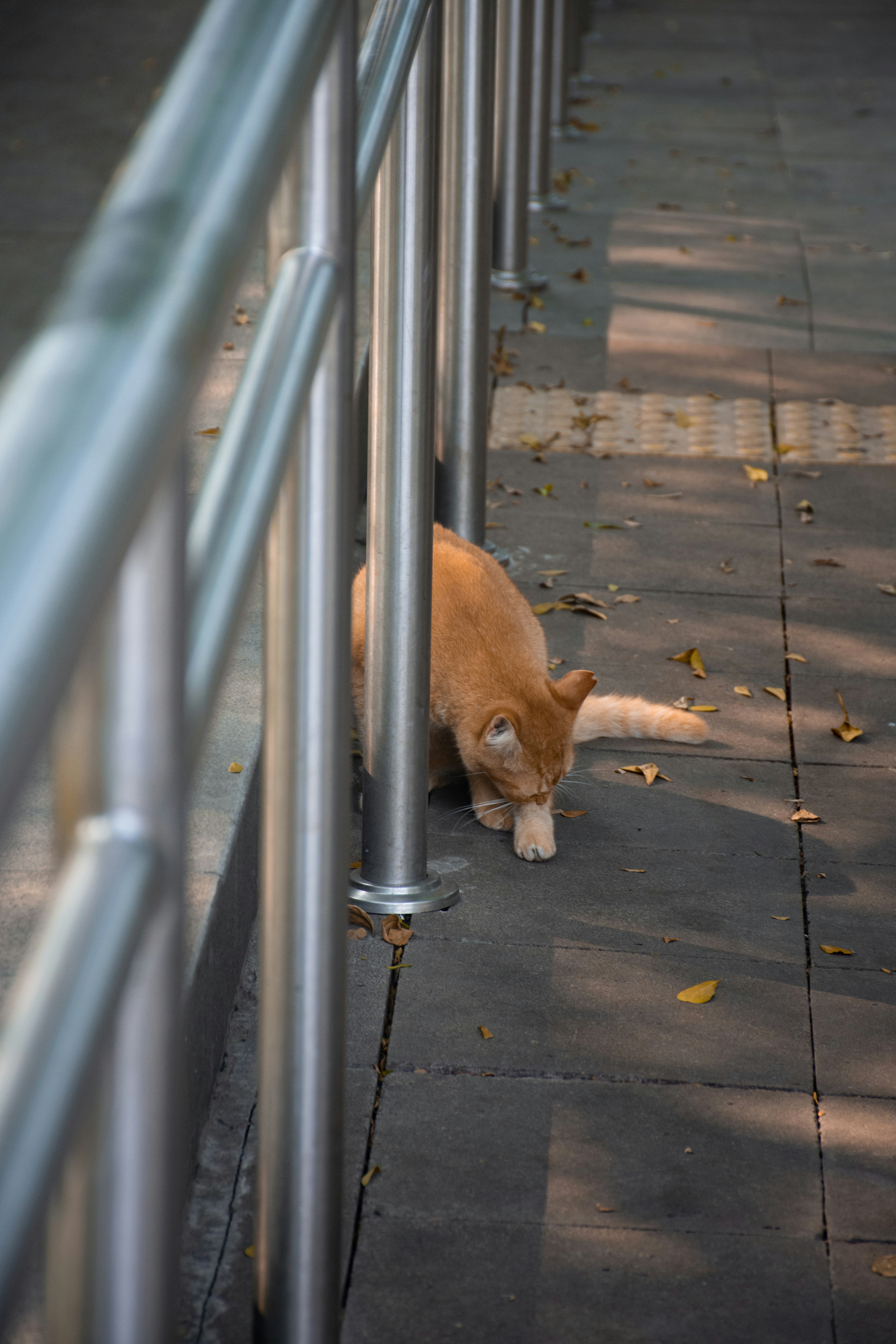 A ginger cat curiously exploring the pavement beneath metallic railings, surrounded by scattered leaves.