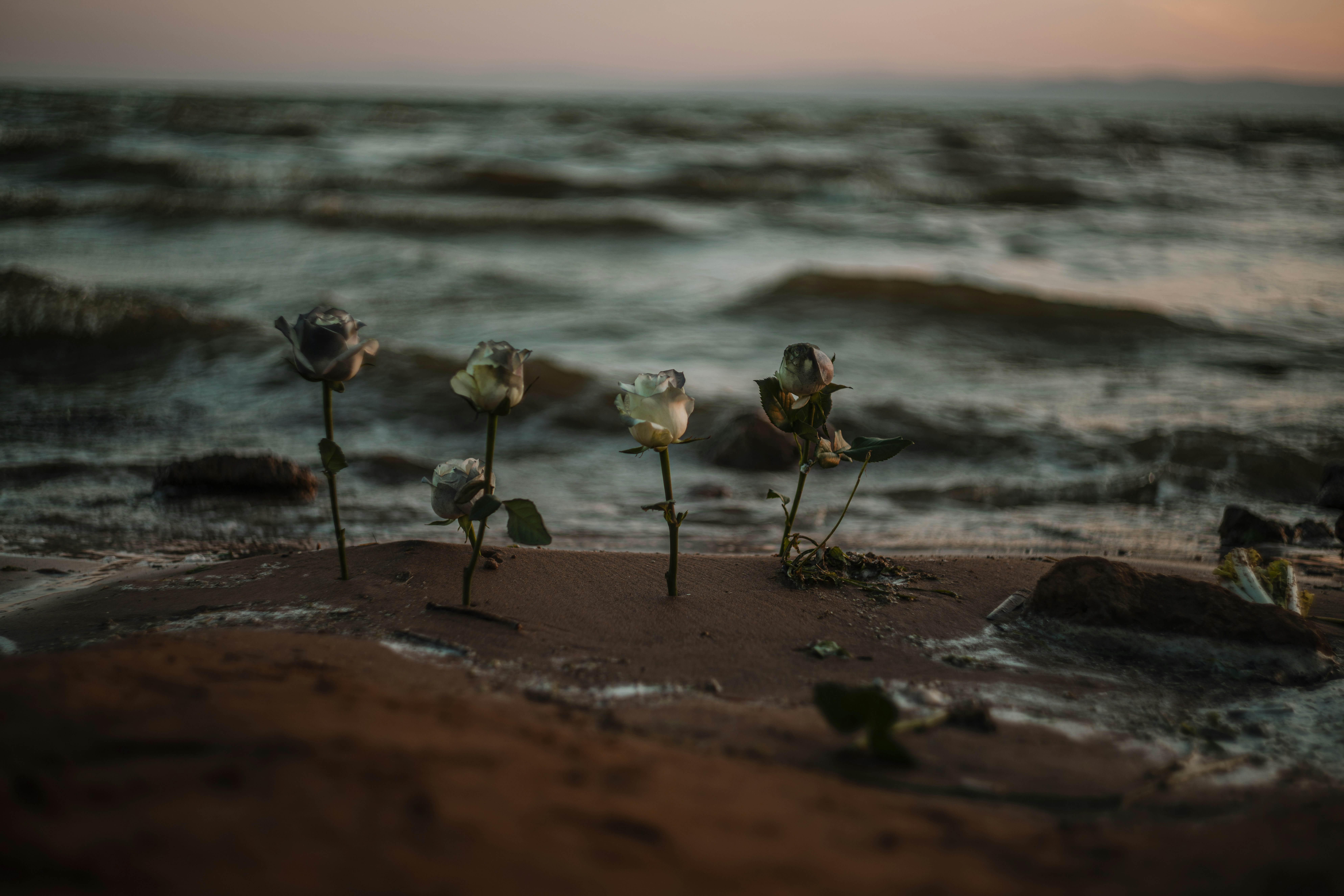 Five pale roses cling to damp sand as dusk settles over a restless sea.