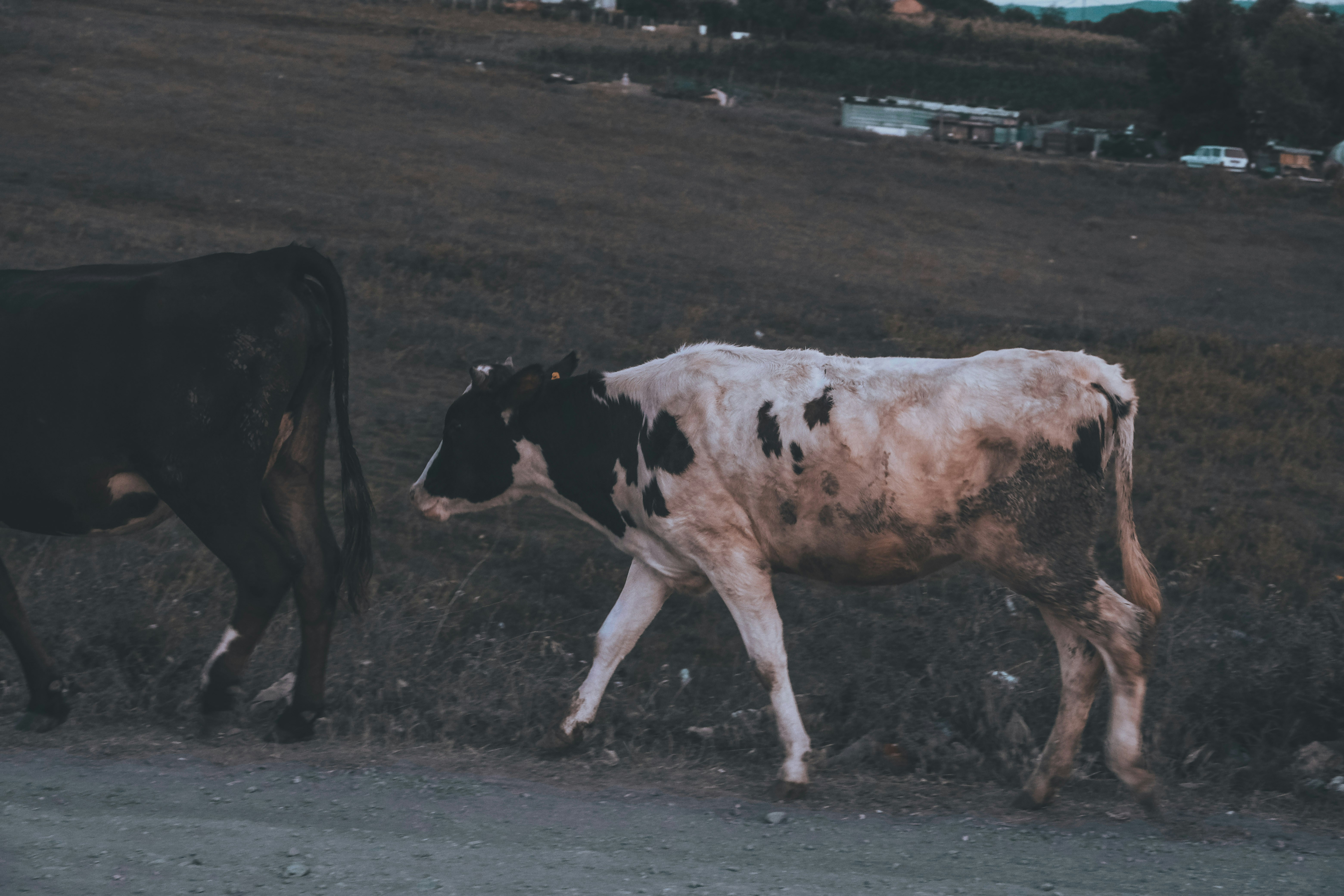 A white and black cow leisurely walks along a dirt path, accompanied by a darker cow in the background, set against a tranquil rural landscape.