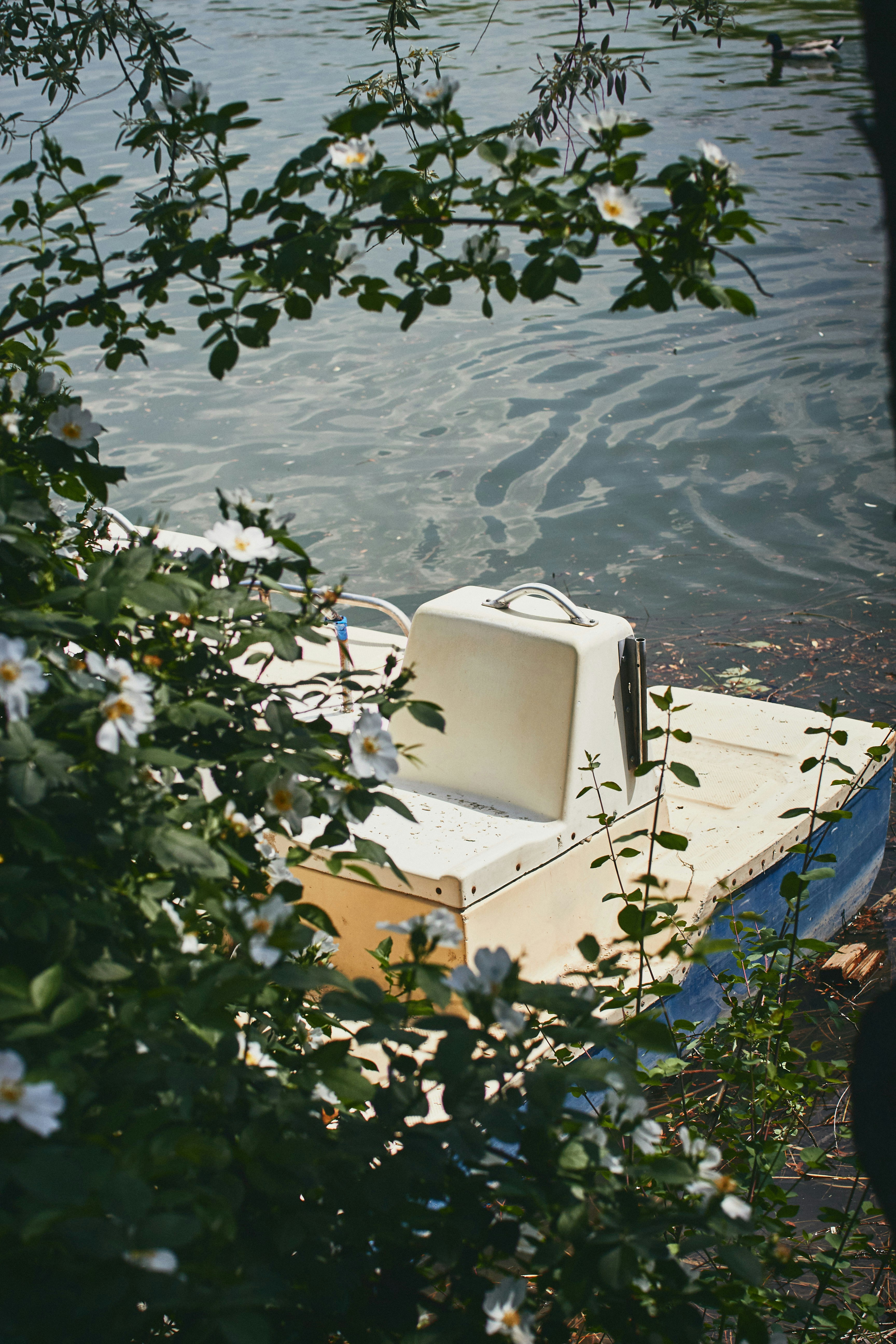 Midday Quiet: A Small Boat with a White Cooler Framed by Blooming Branches