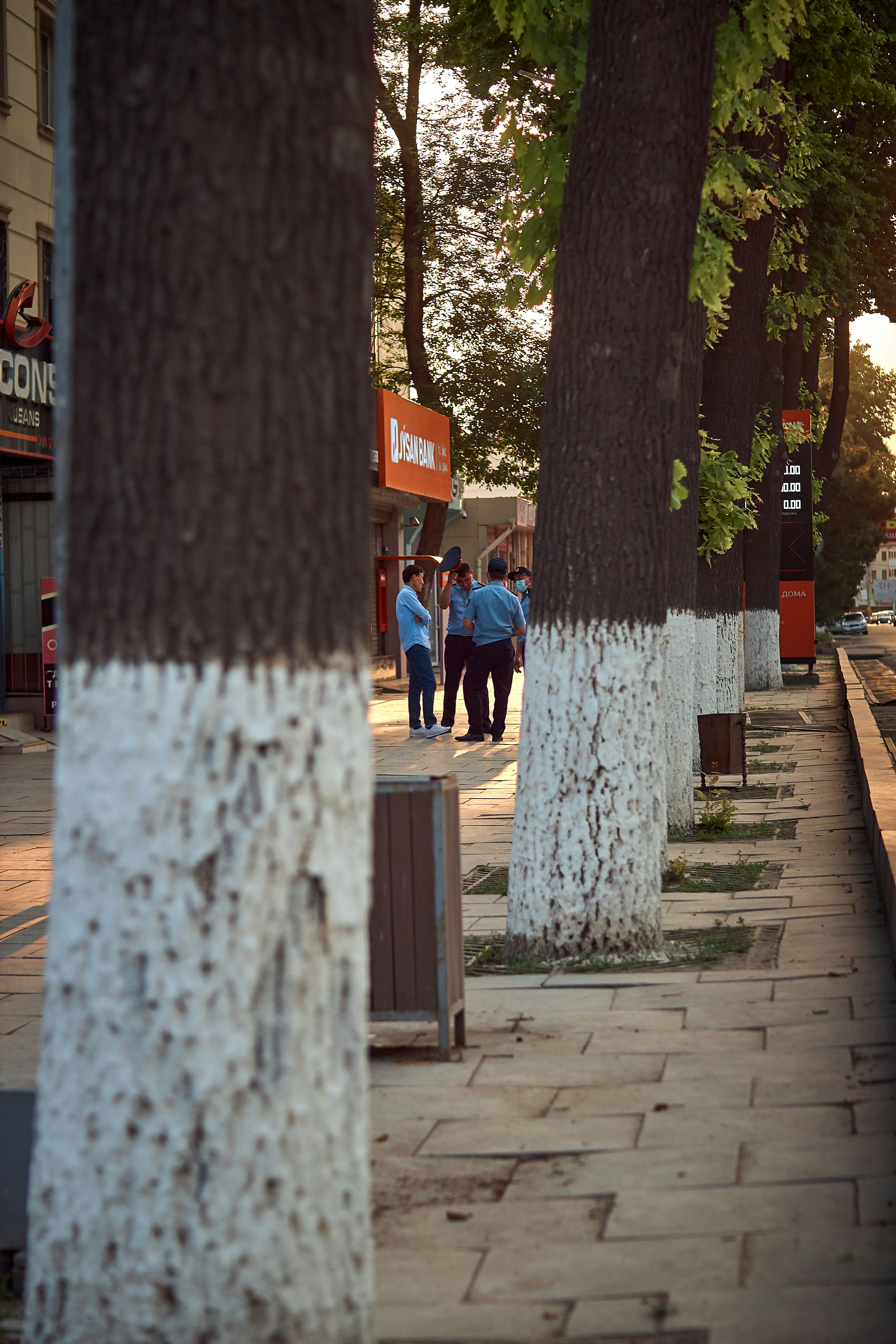 Row of white-trunked trees lining a city sidewalk signaled by a distant group